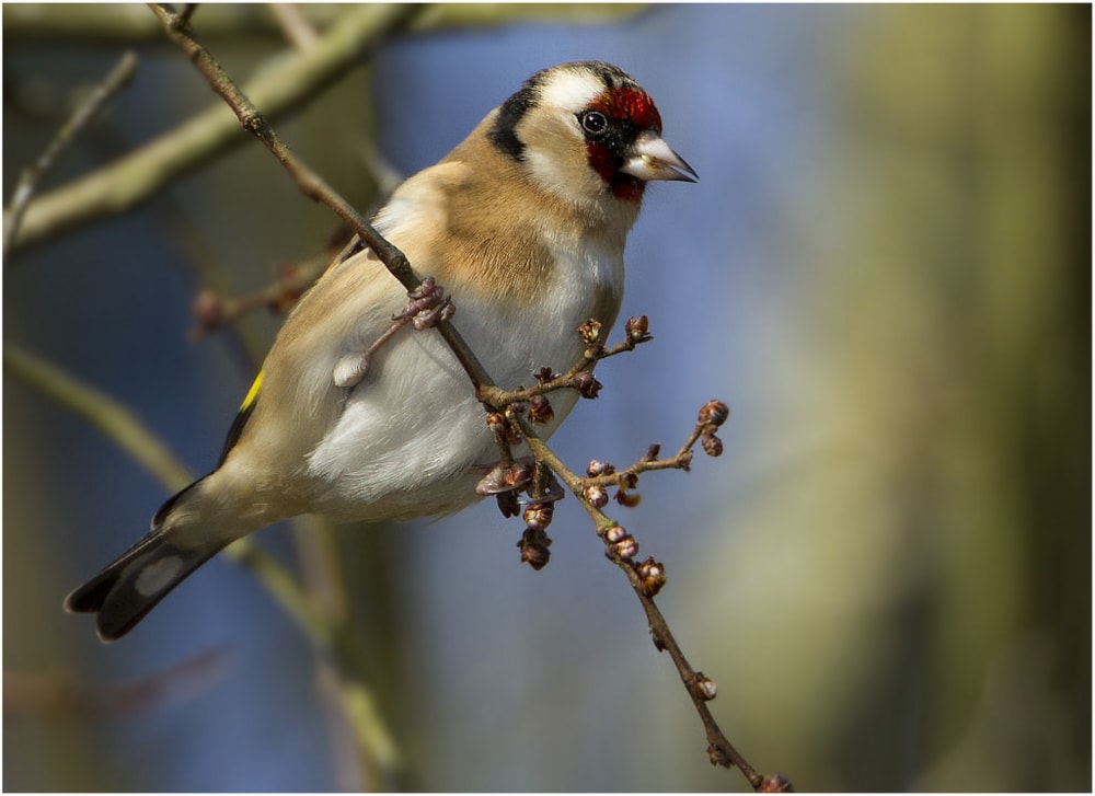 Upland birds down in Scotland - BirdGuides