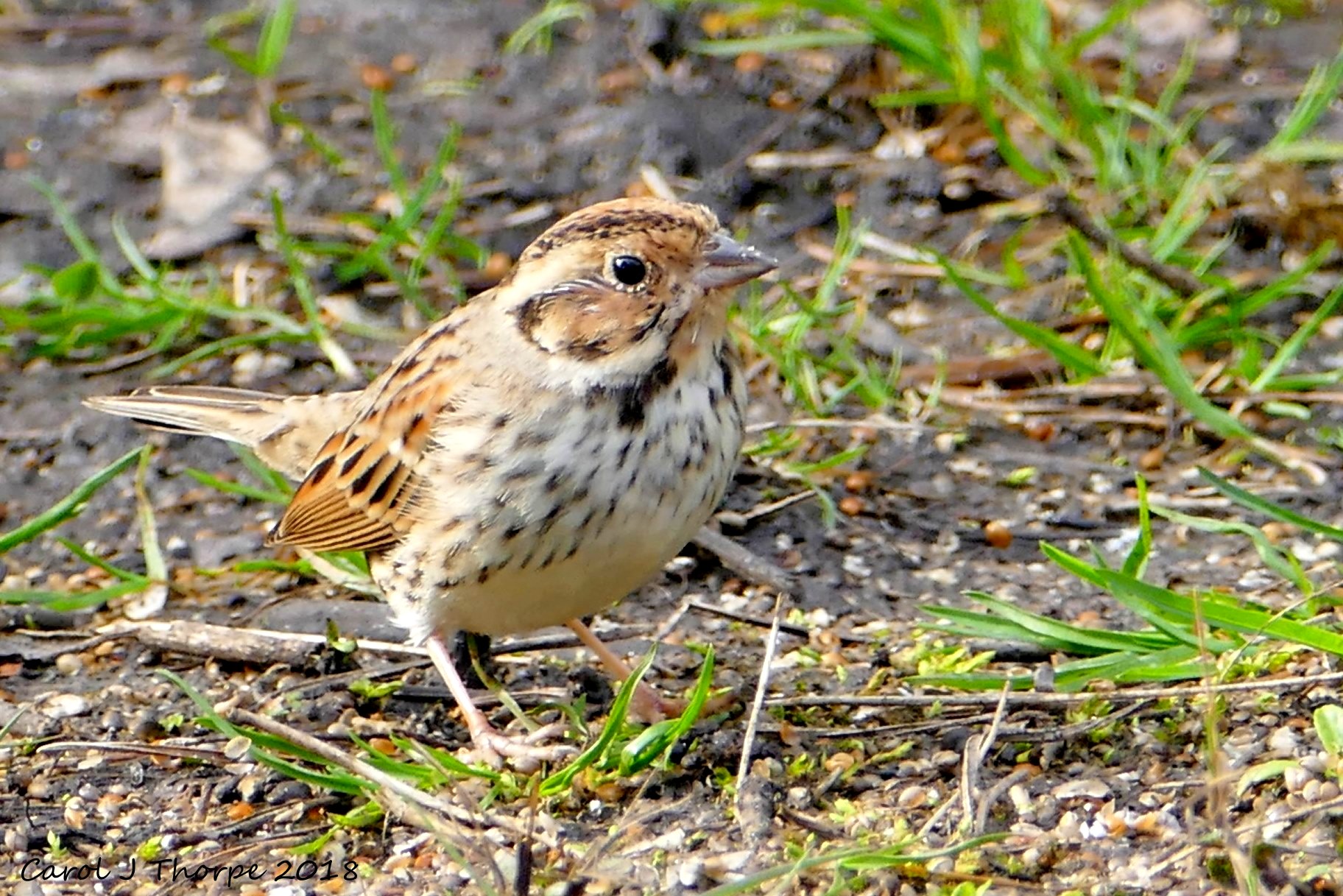 Details : Little Bunting - BirdGuides