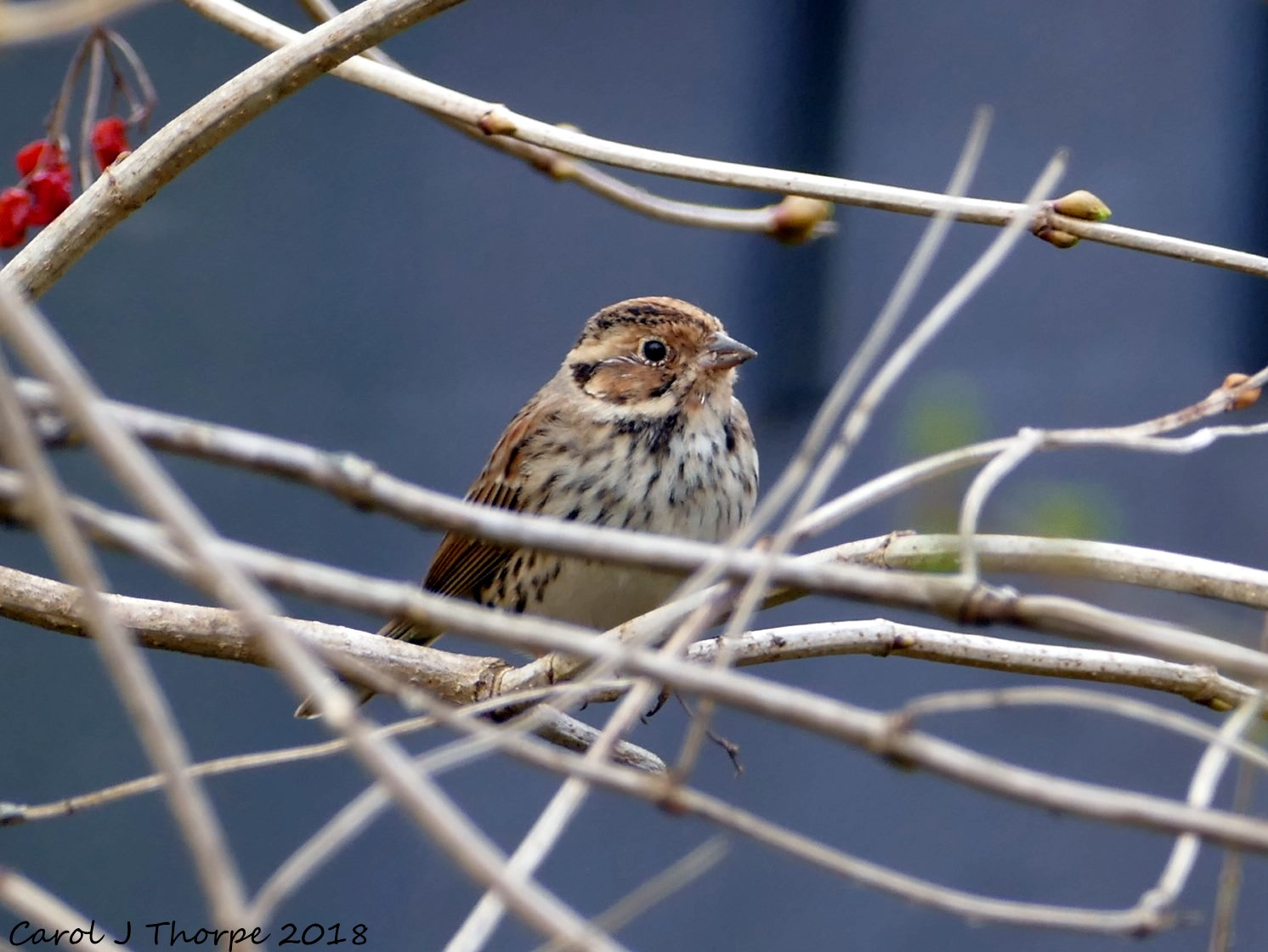 Details : Little Bunting - BirdGuides