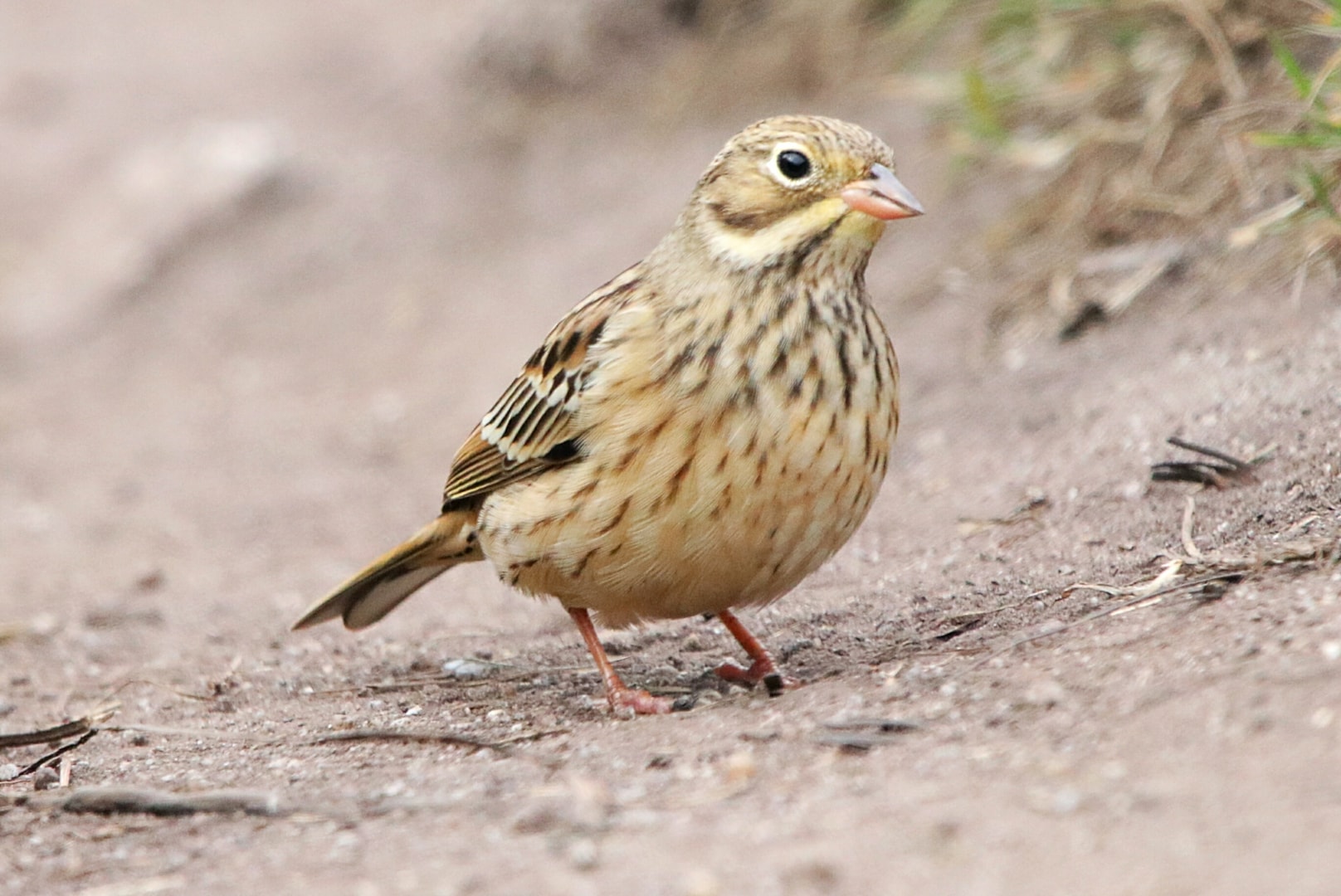 Ortolan Bunting by Paul Ash - BirdGuides