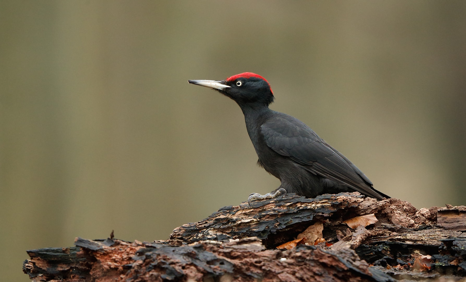 Black Woodpecker by Helge Sorensen - BirdGuides