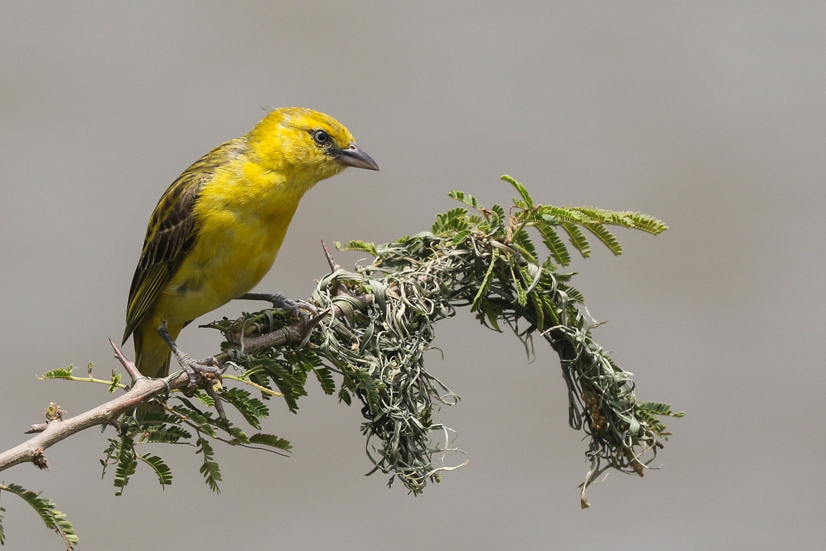 Lesser Masked Weaver by Jonathan Coe - BirdGuides