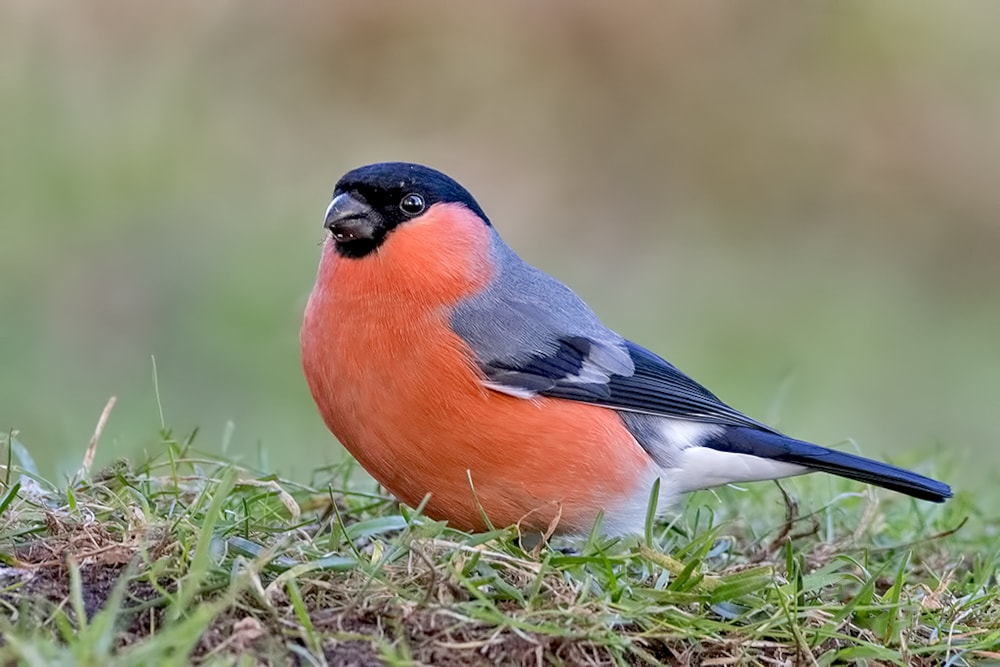 Scotland: a 'northern powerhouse' for UK songbirds - BirdGuides