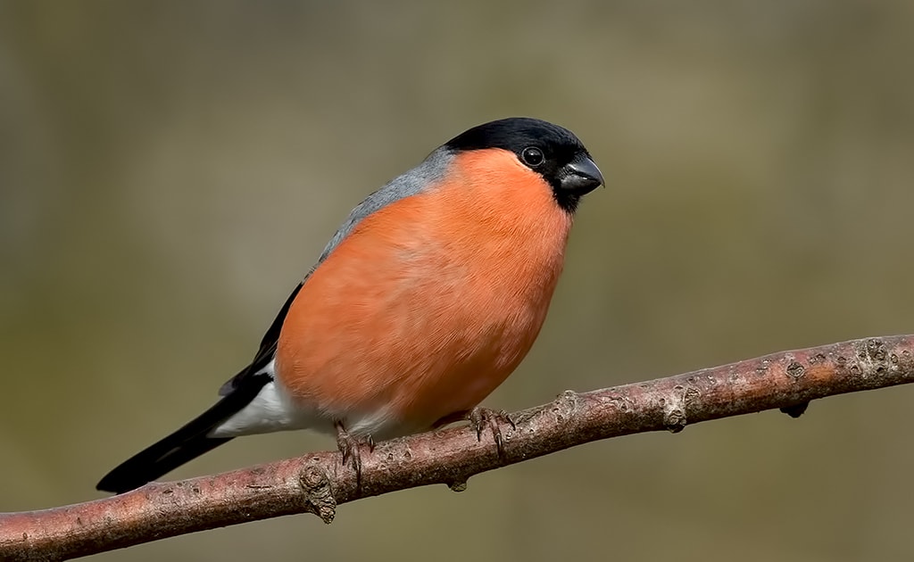 Bullfinches on the up in gardens - BirdGuides