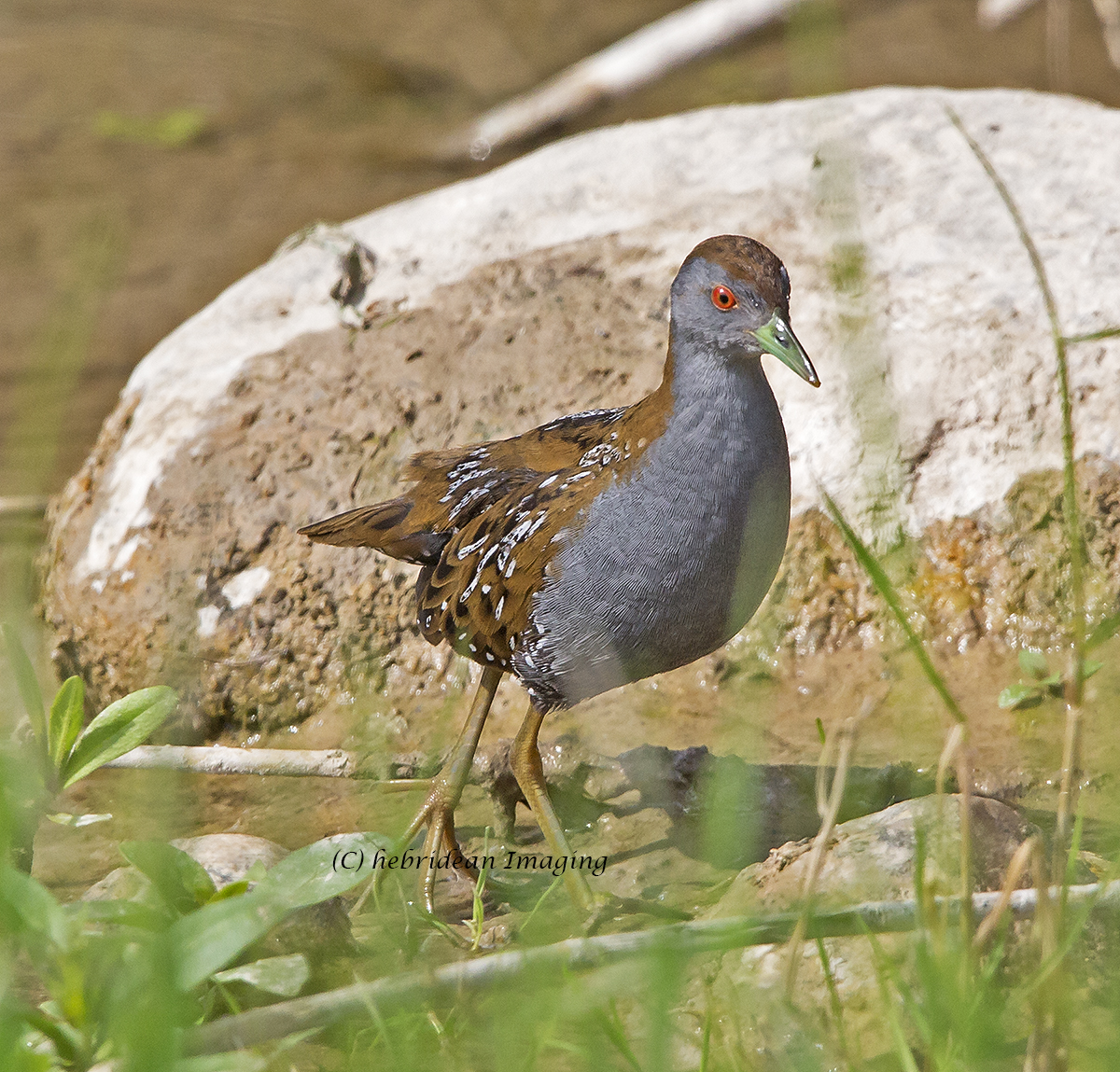 Details : Baillon's Crake - BirdGuides