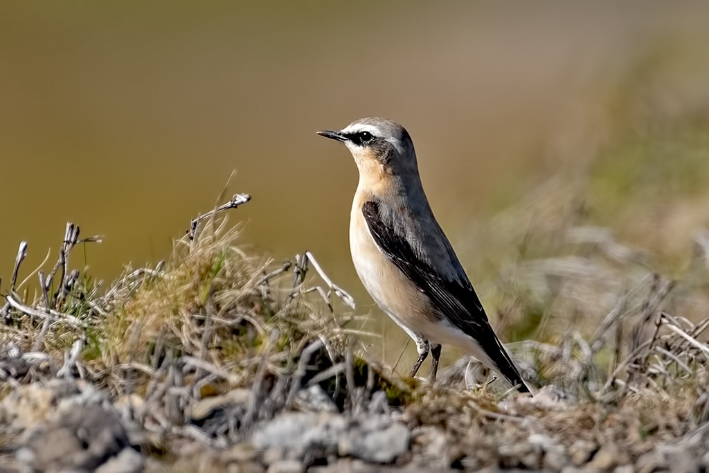 Northern Wheatear by Derek Lees - BirdGuides