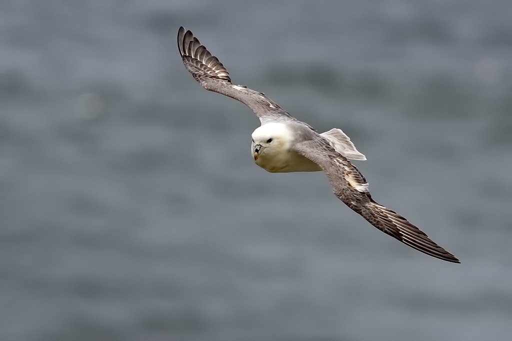 Northern Fulmar by Derek Lees - BirdGuides
