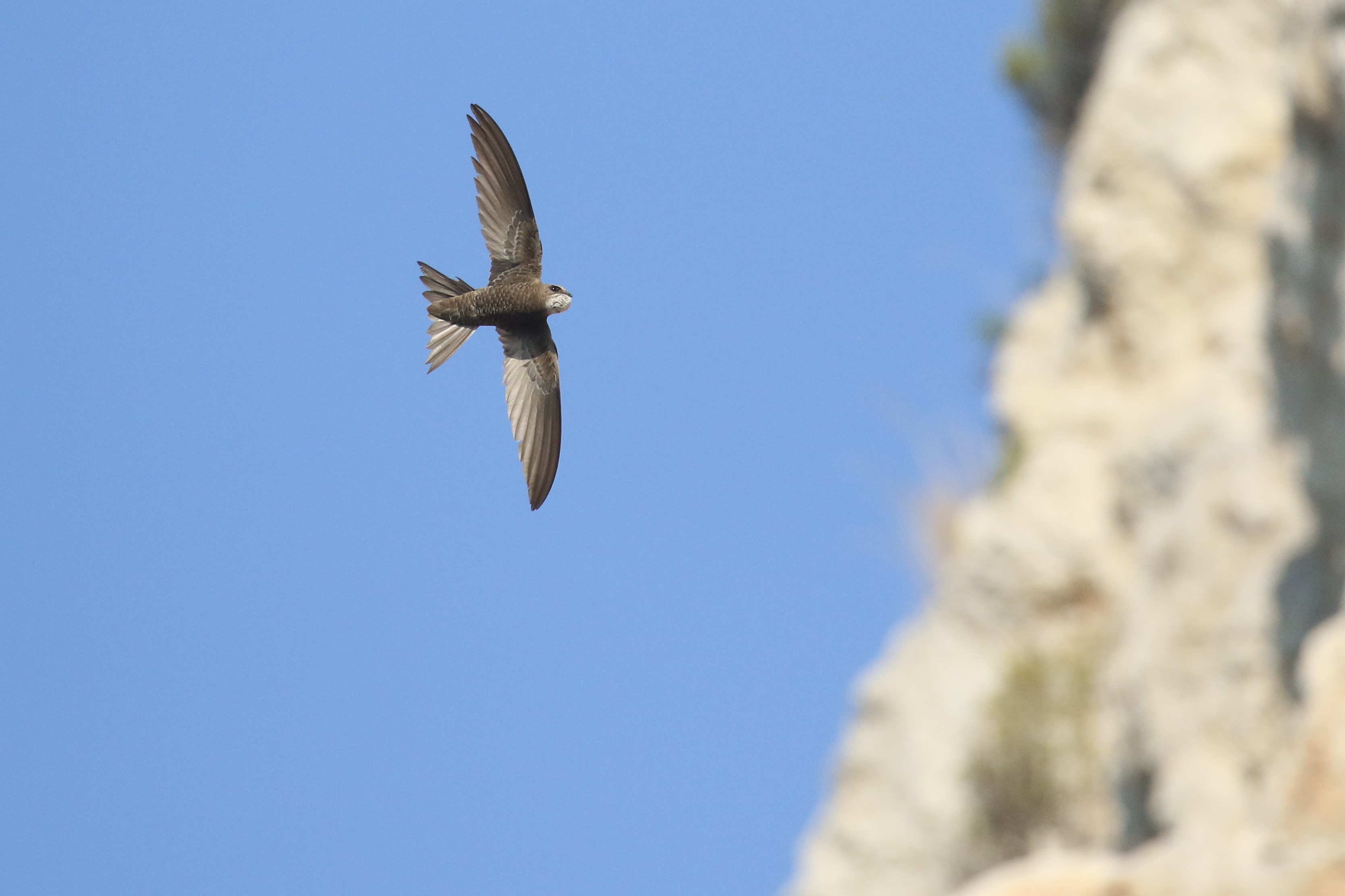 Hybridisation between Pallid and Common Swifts revealed in DNA study ...
