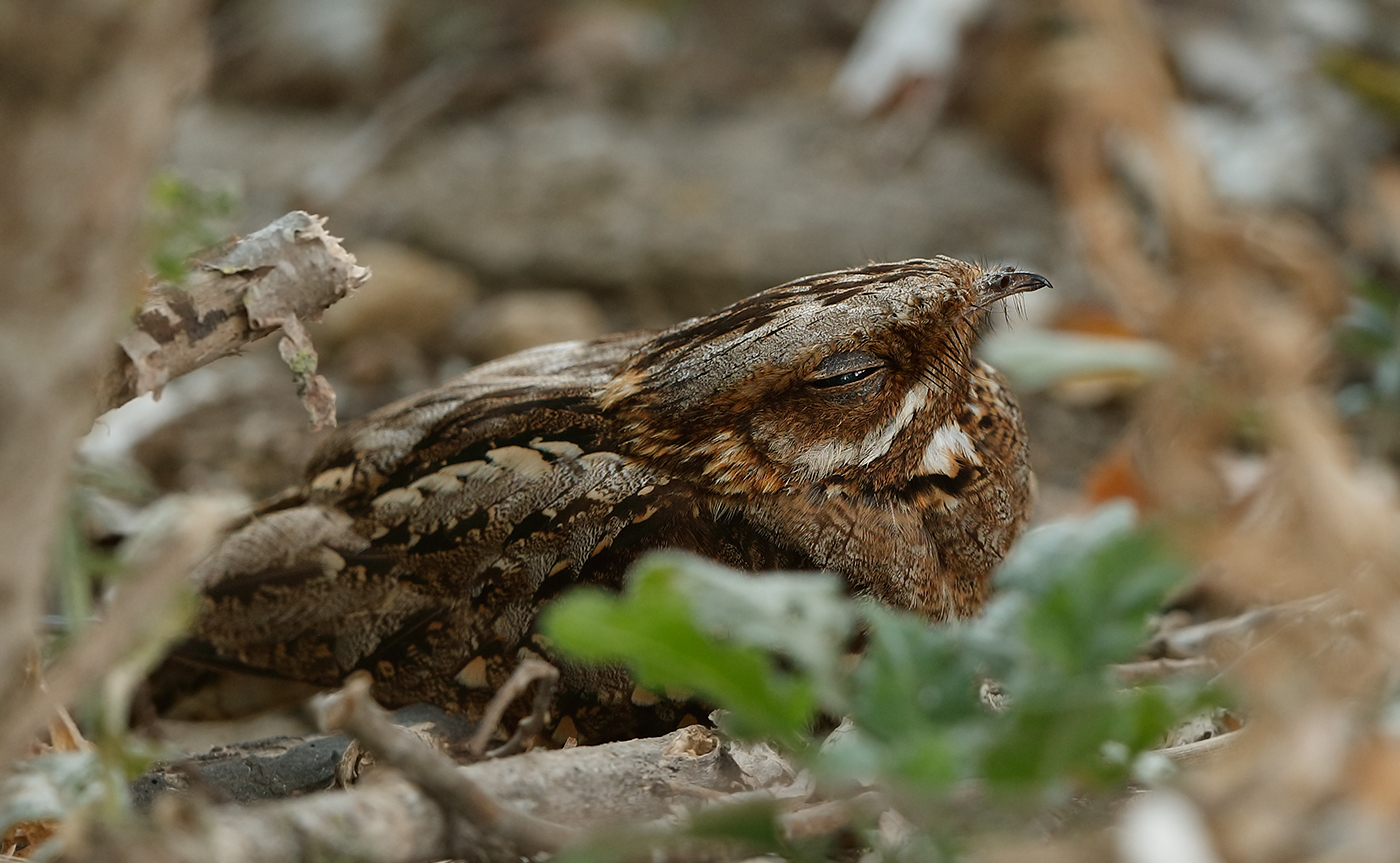 Details : Red-necked Nightjar - BirdGuides