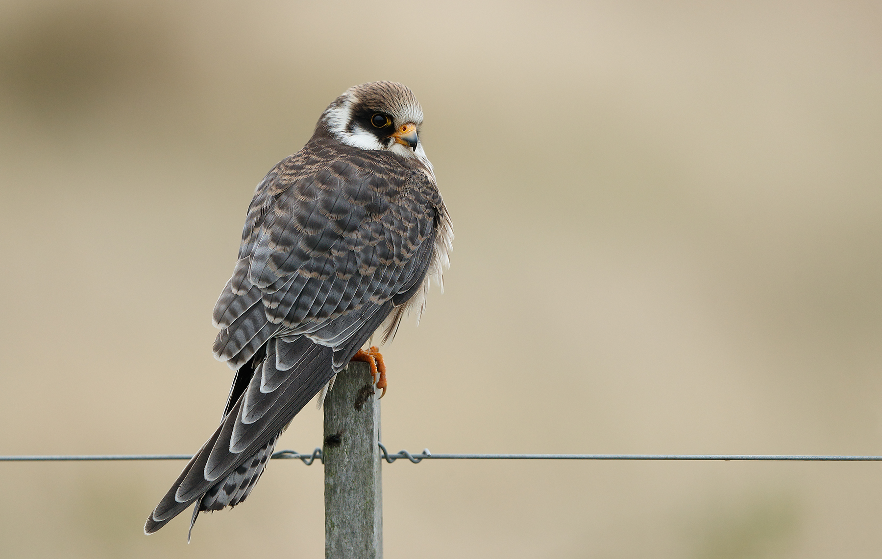 Details : Red-footed Falcon - BirdGuides