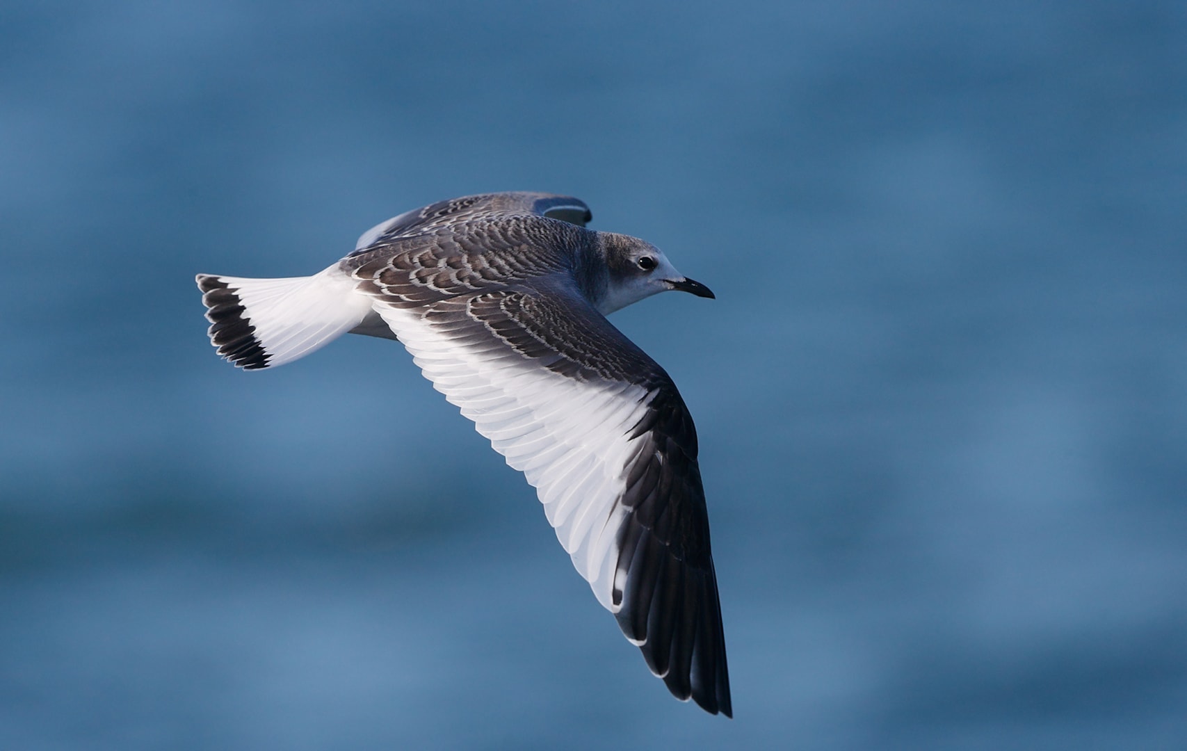 Sabine's Gull by Helge Sorensen - BirdGuides