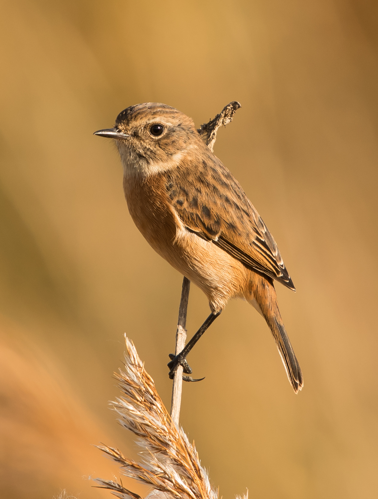 Details : European Stonechat - BirdGuides