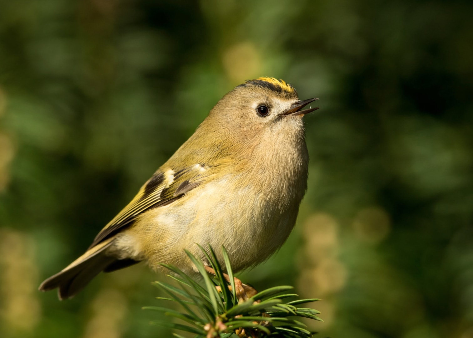 Goldcrest by Paul Coombes - BirdGuides