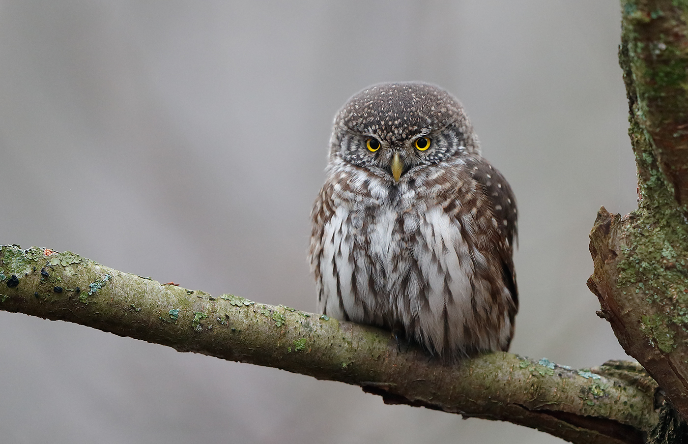 Details : Eurasian Pygmy Owl - BirdGuides