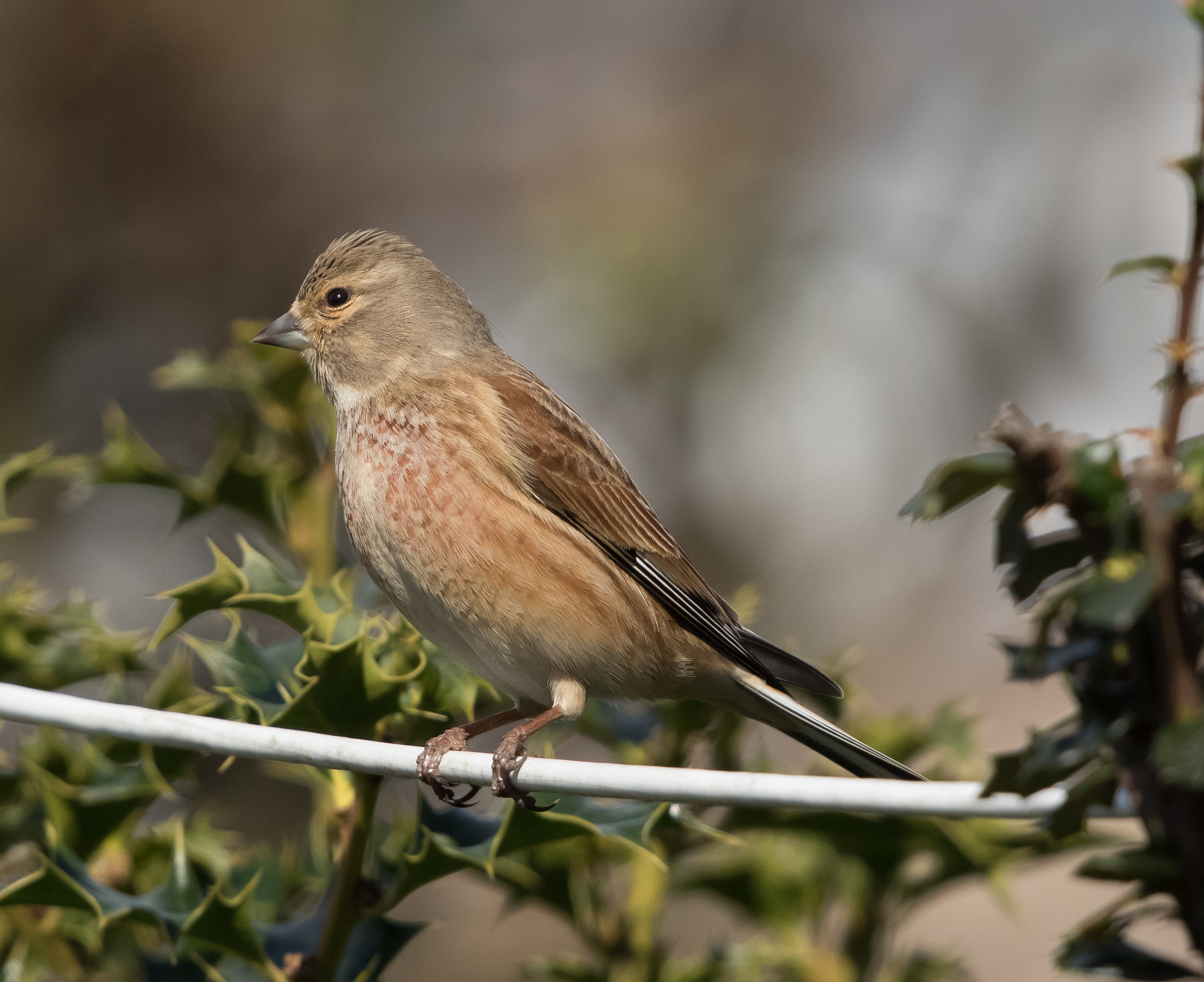 Common Linnet by Julian Keeble - BirdGuides