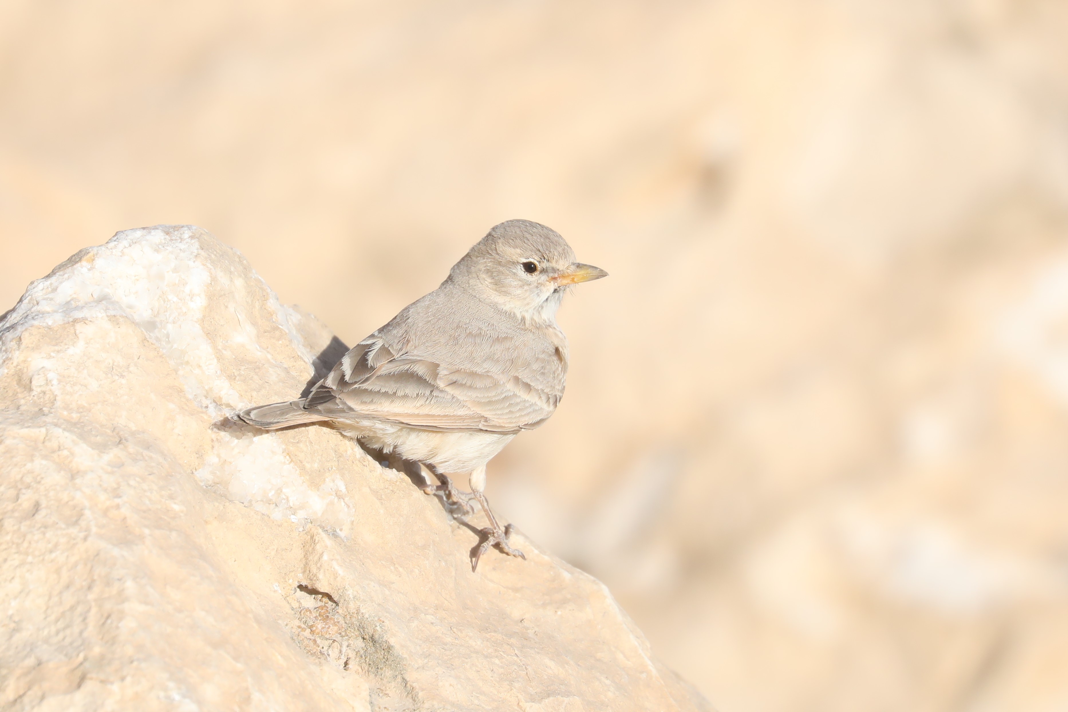 Details : Desert Lark - BirdGuides