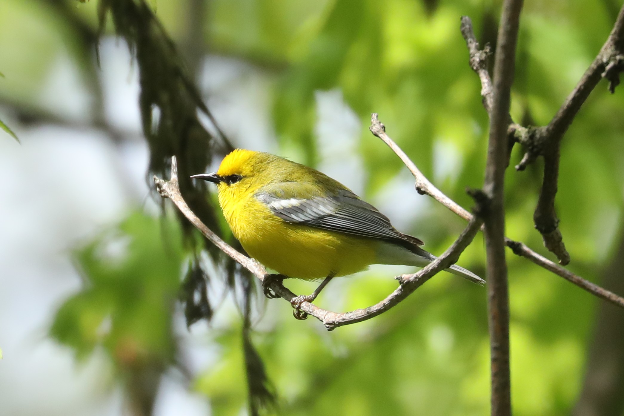 Details : Blue-winged Warbler - BirdGuides