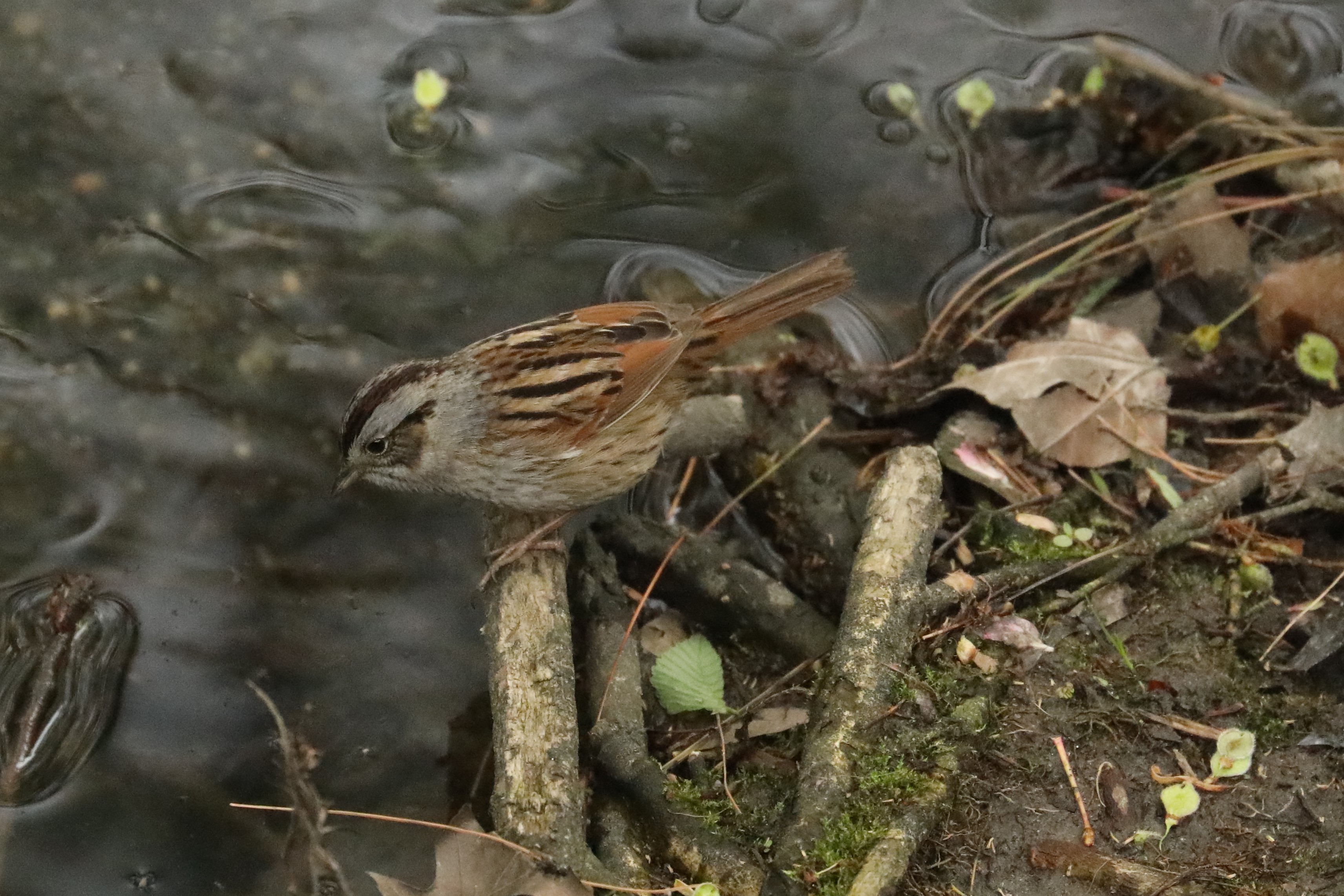 Details : Swamp Sparrow - BirdGuides