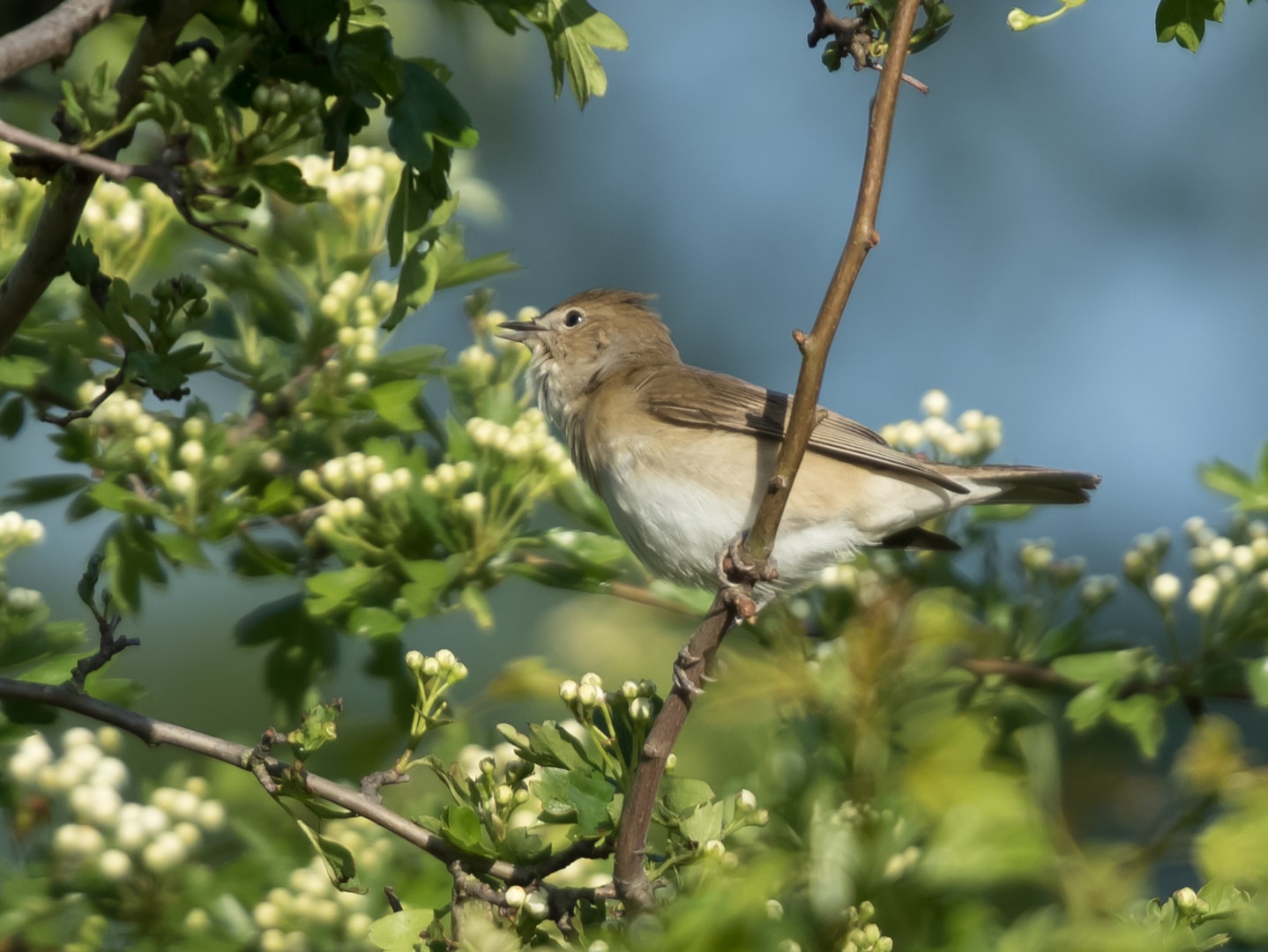 Garden Warbler by Julian Keeble - BirdGuides