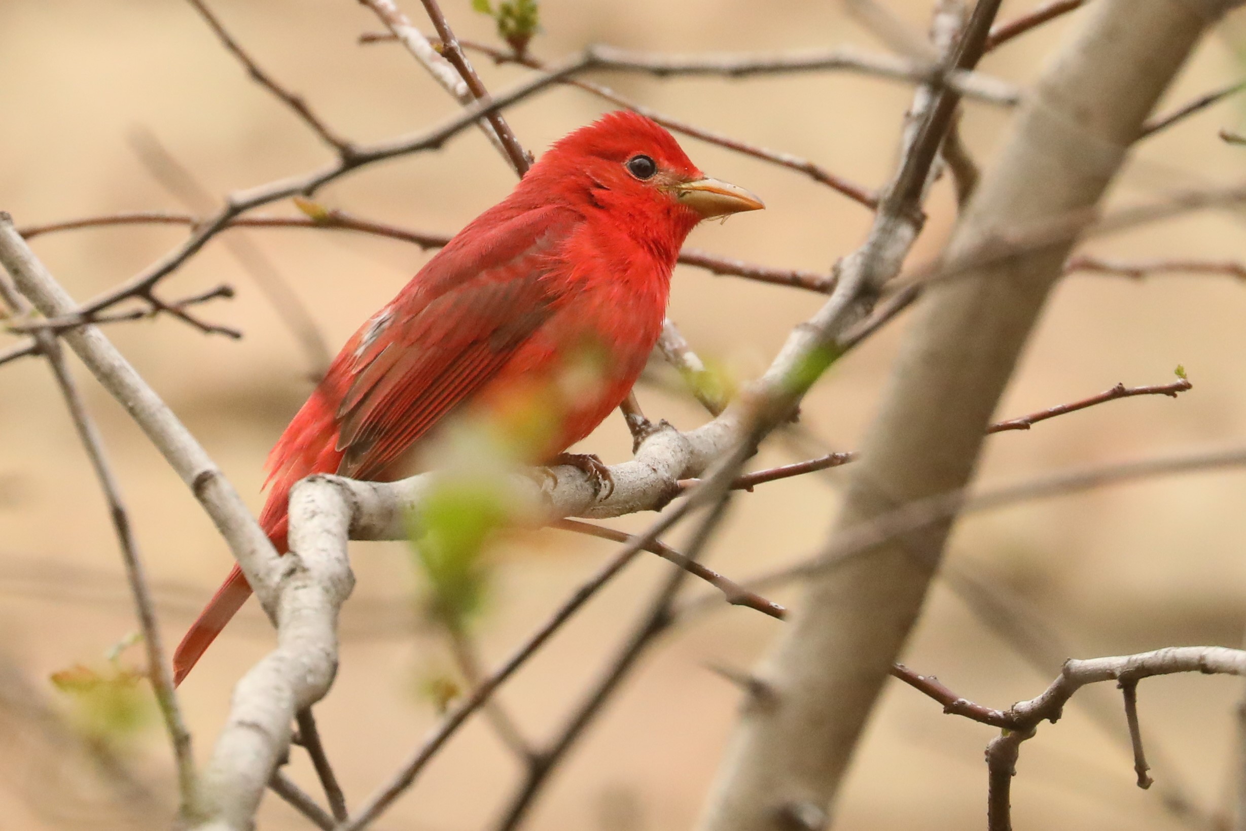 Details : Summer Tanager - BirdGuides