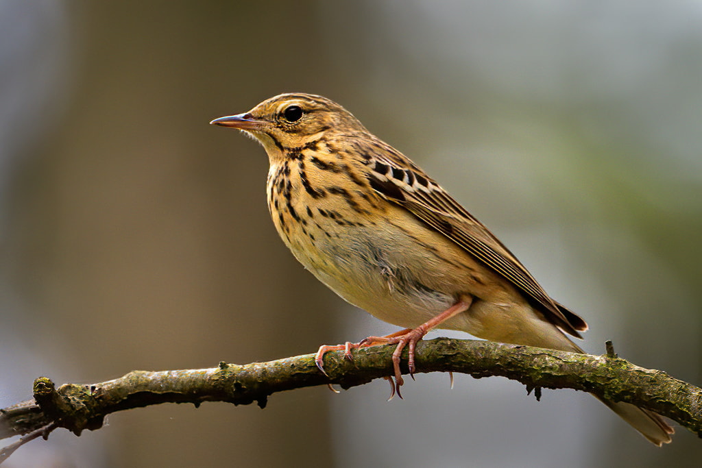 Tree Pipit by Derek Lees - BirdGuides