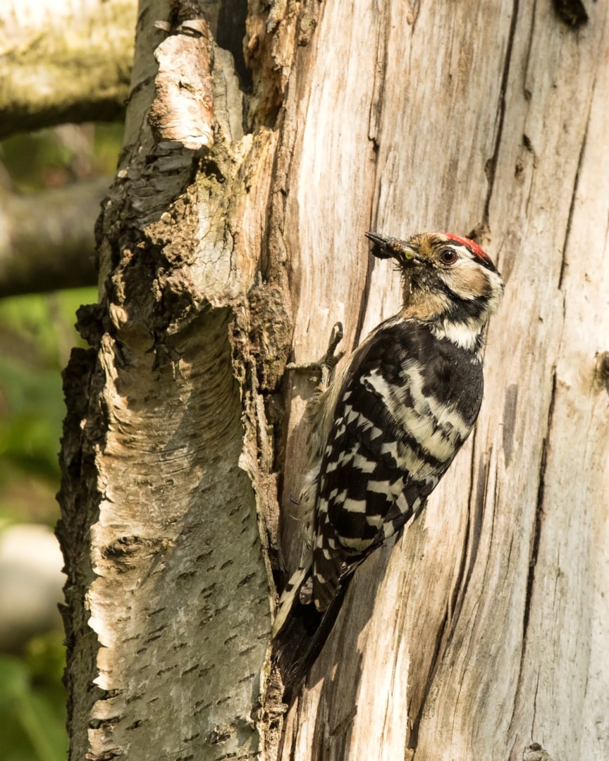 Lesser Spotted Woodpecker by Paul Coombes - BirdGuides