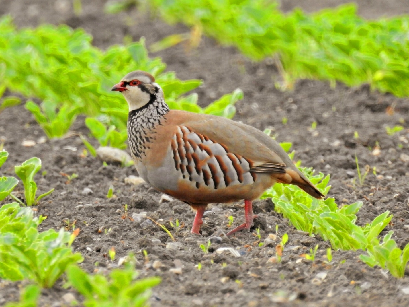 Red-legged Partridge by D Benton - BirdGuides