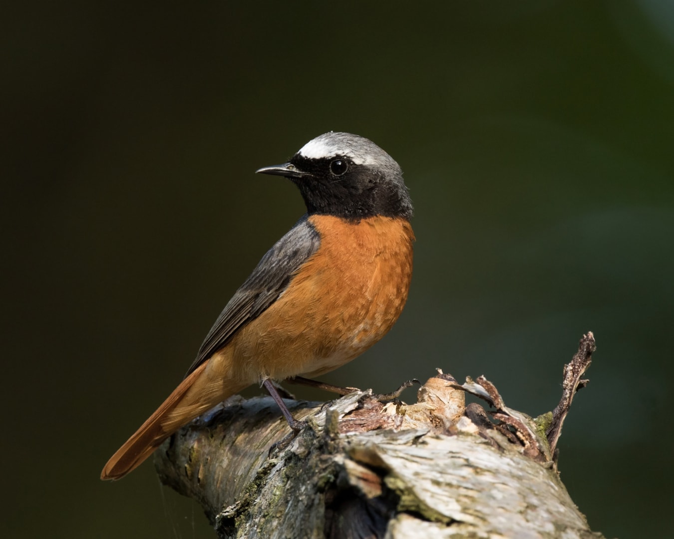 Common Redstart by Paul Coombes - BirdGuides