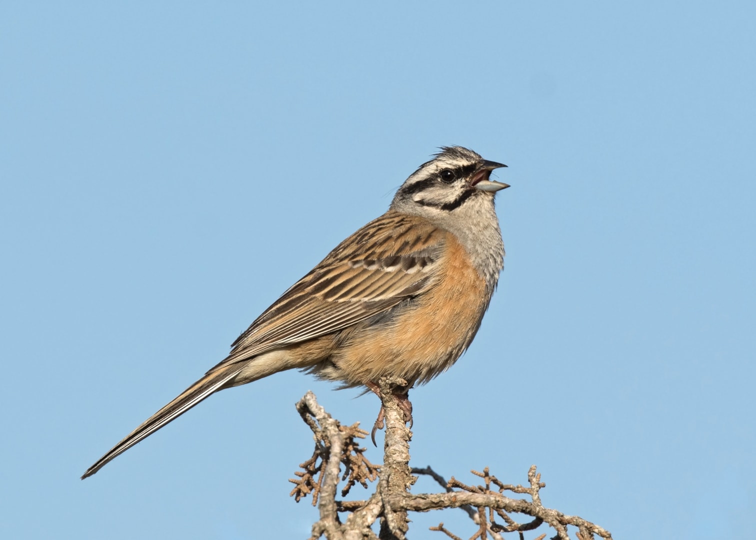 Rock Bunting by Paul Coombes - BirdGuides