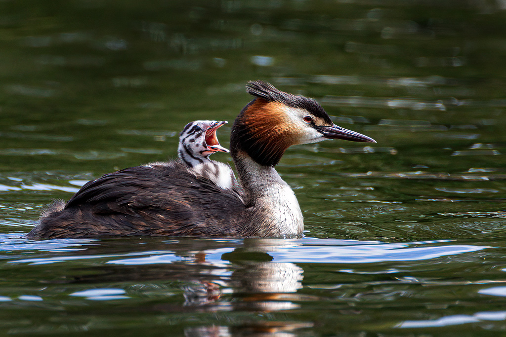 Details : Great Crested Grebe - BirdGuides