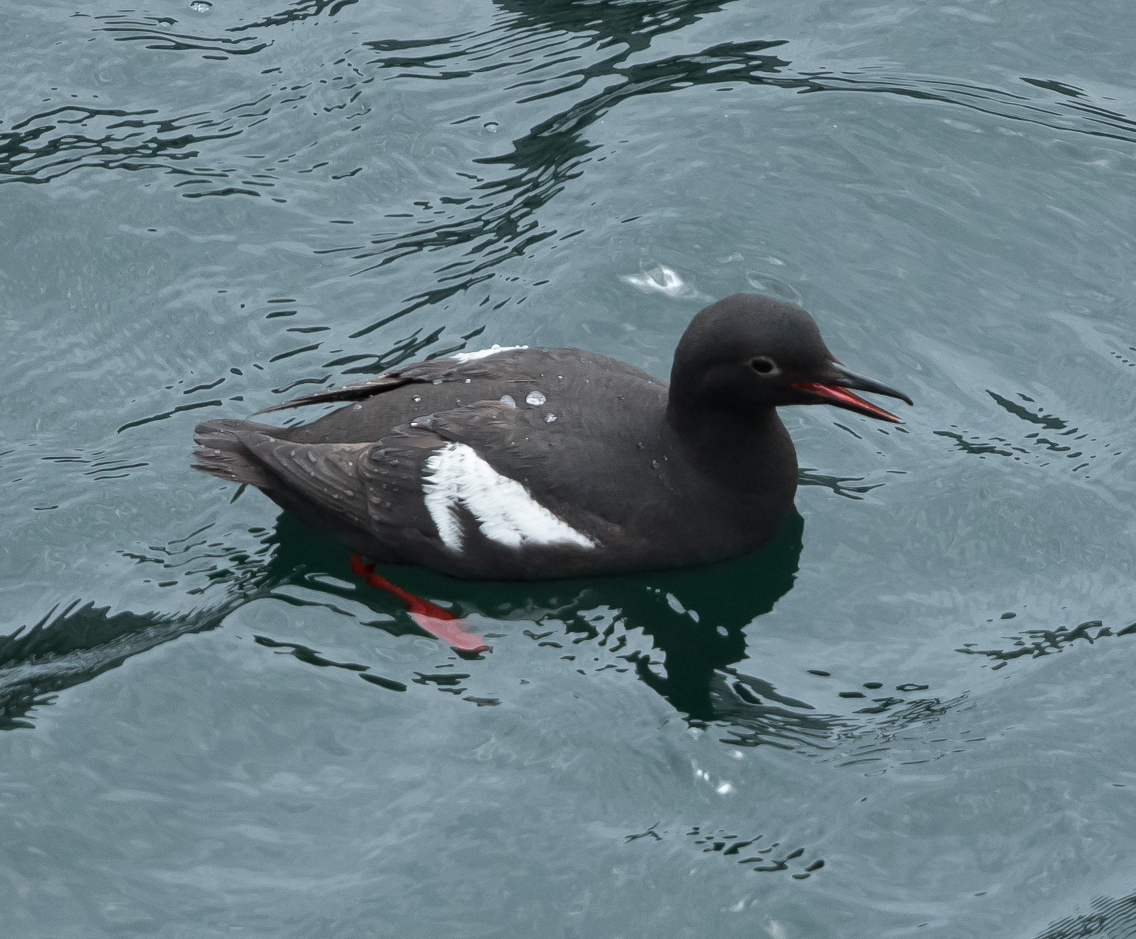 Details : Pigeon Guillemot - BirdGuides