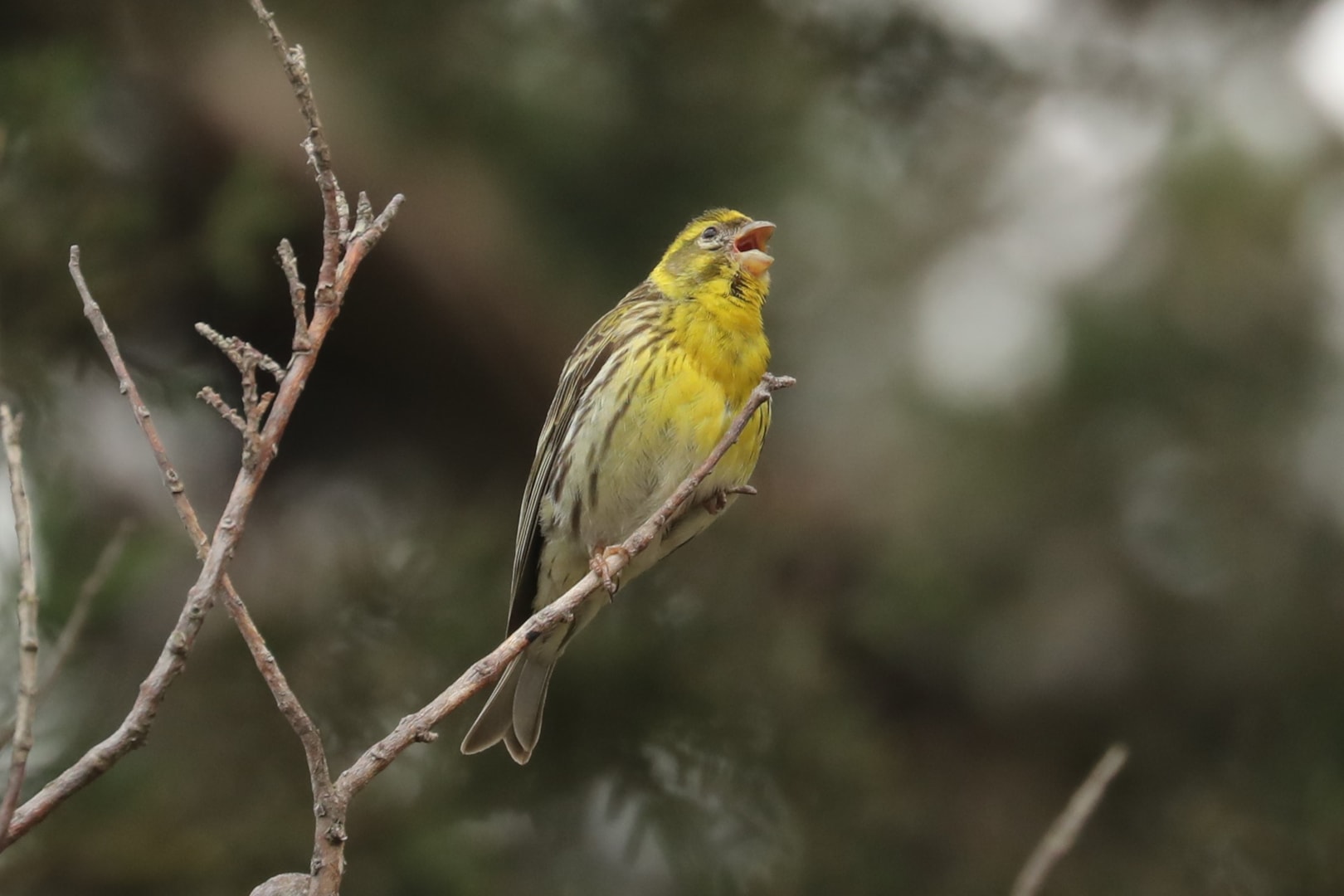 European Serin by Matthew Mellor - BirdGuides