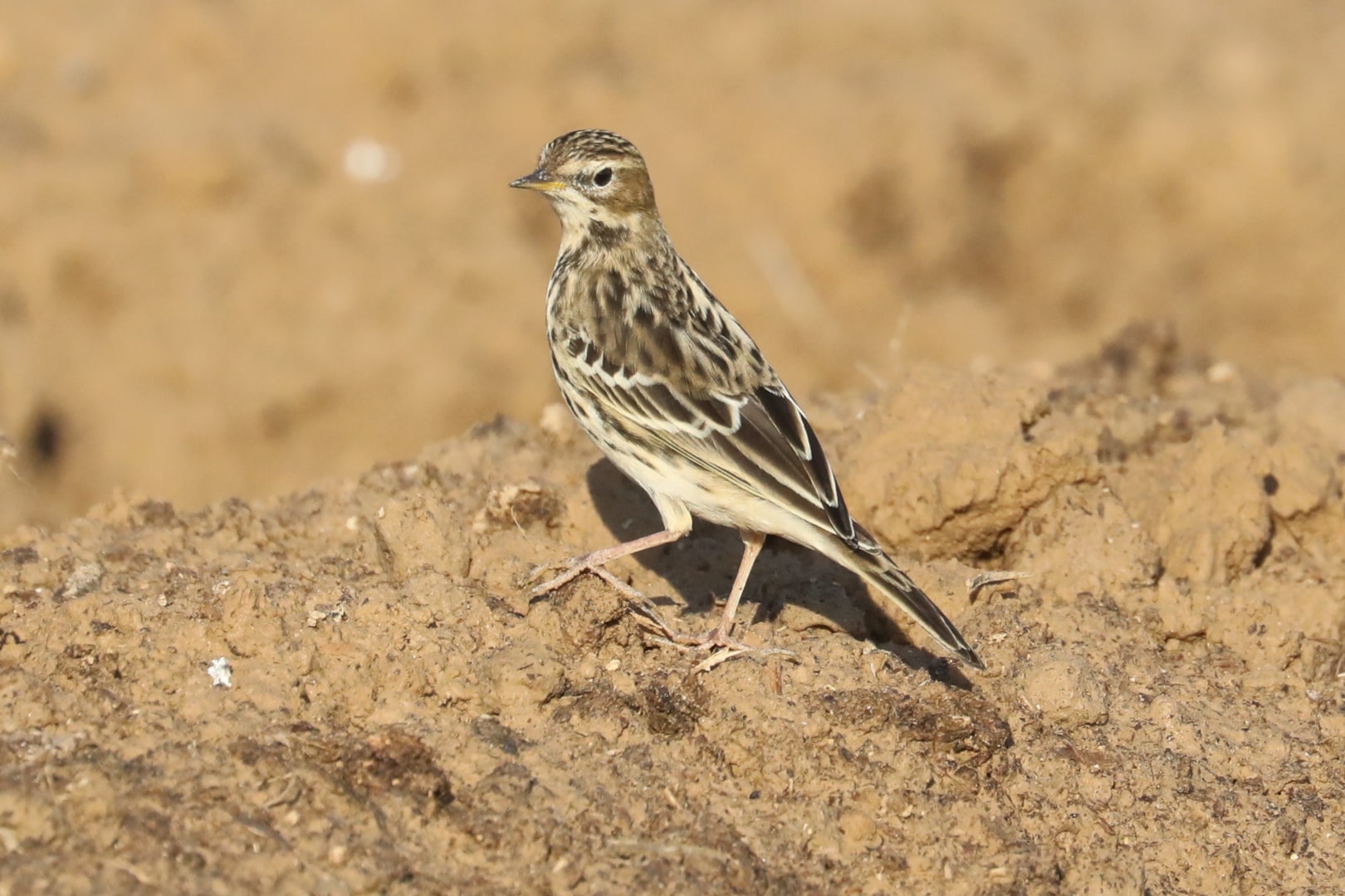 Red-throated Pipit by Matthew Mellor - BirdGuides