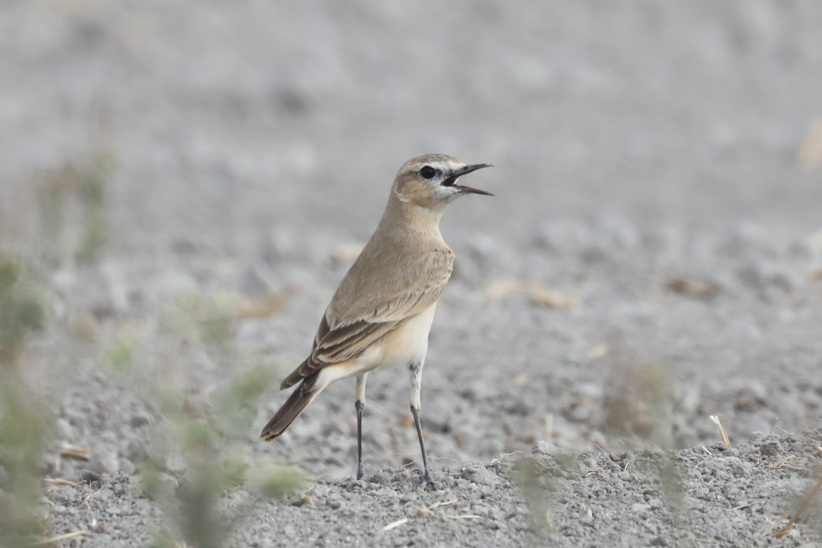 Isabelline Wheatear by Matthew Mellor - BirdGuides