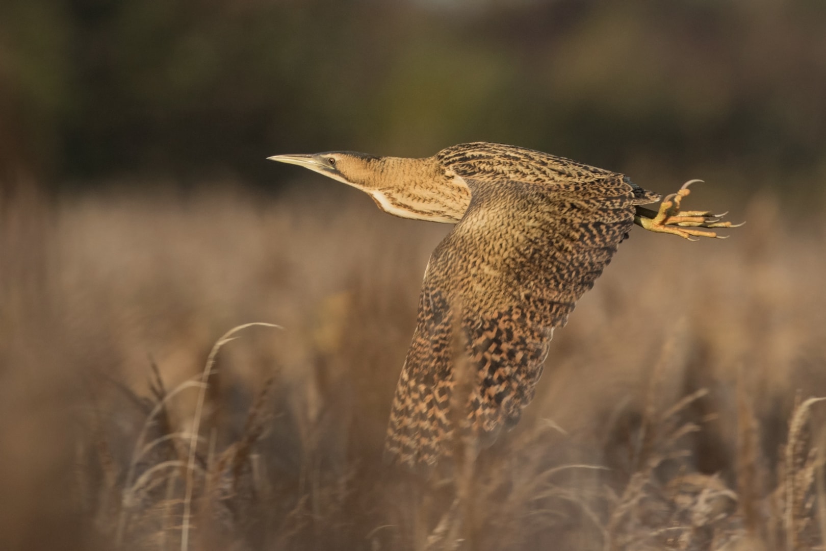 Eurasian Bittern by Paul Coombes - BirdGuides