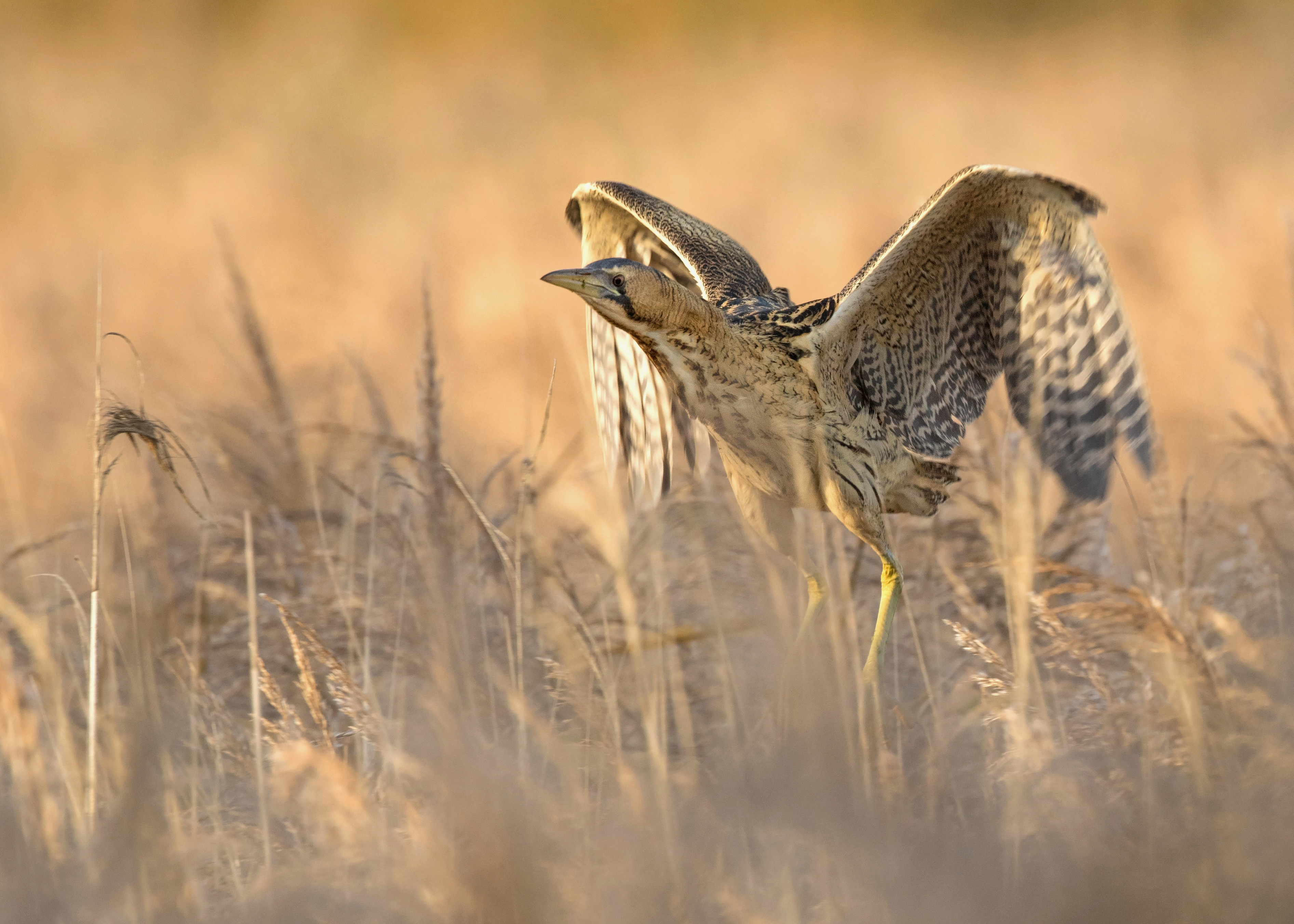 Details : Eurasian Bittern - BirdGuides