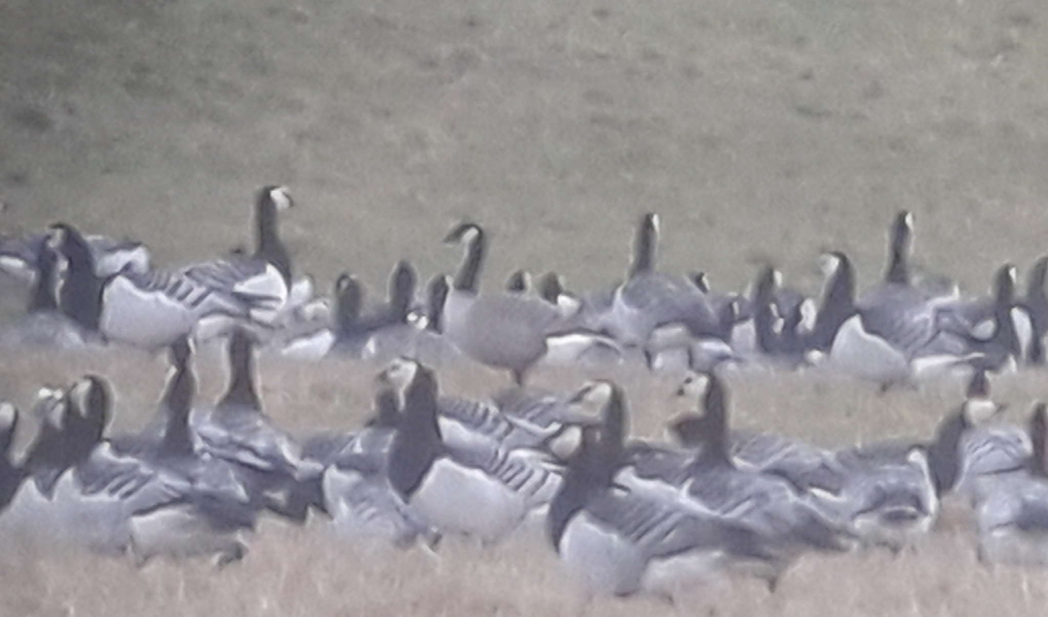Richardson's Cackling Goose by Paul R Massey - BirdGuides