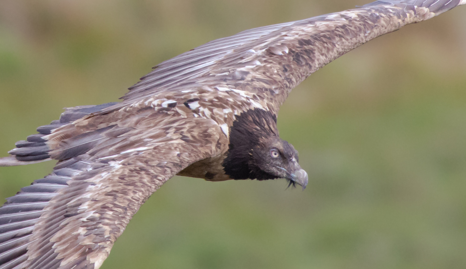 Record breeding season for Bearded Vultures in Alps - BirdGuides