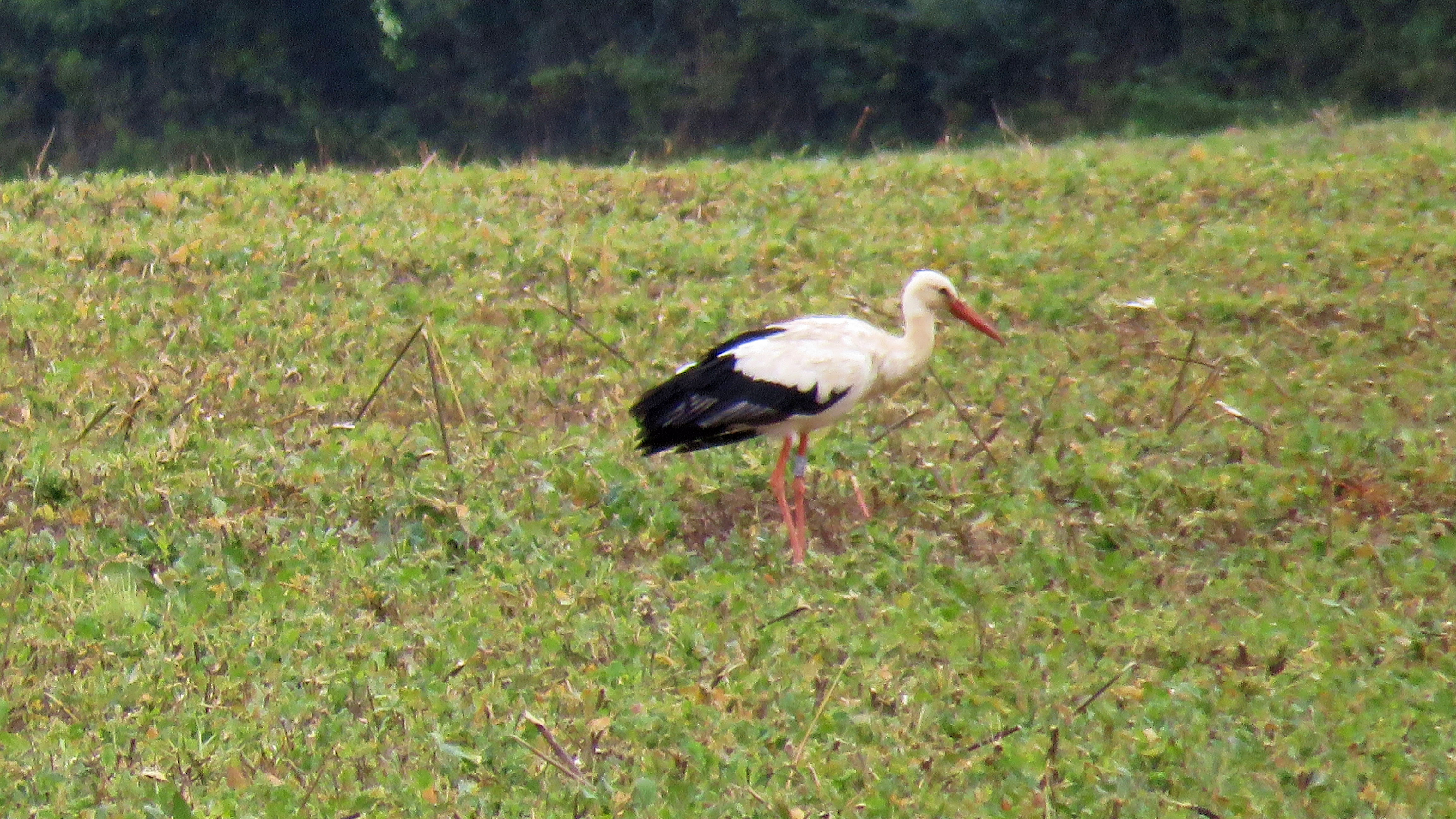 Sighting Report - BirdGuides