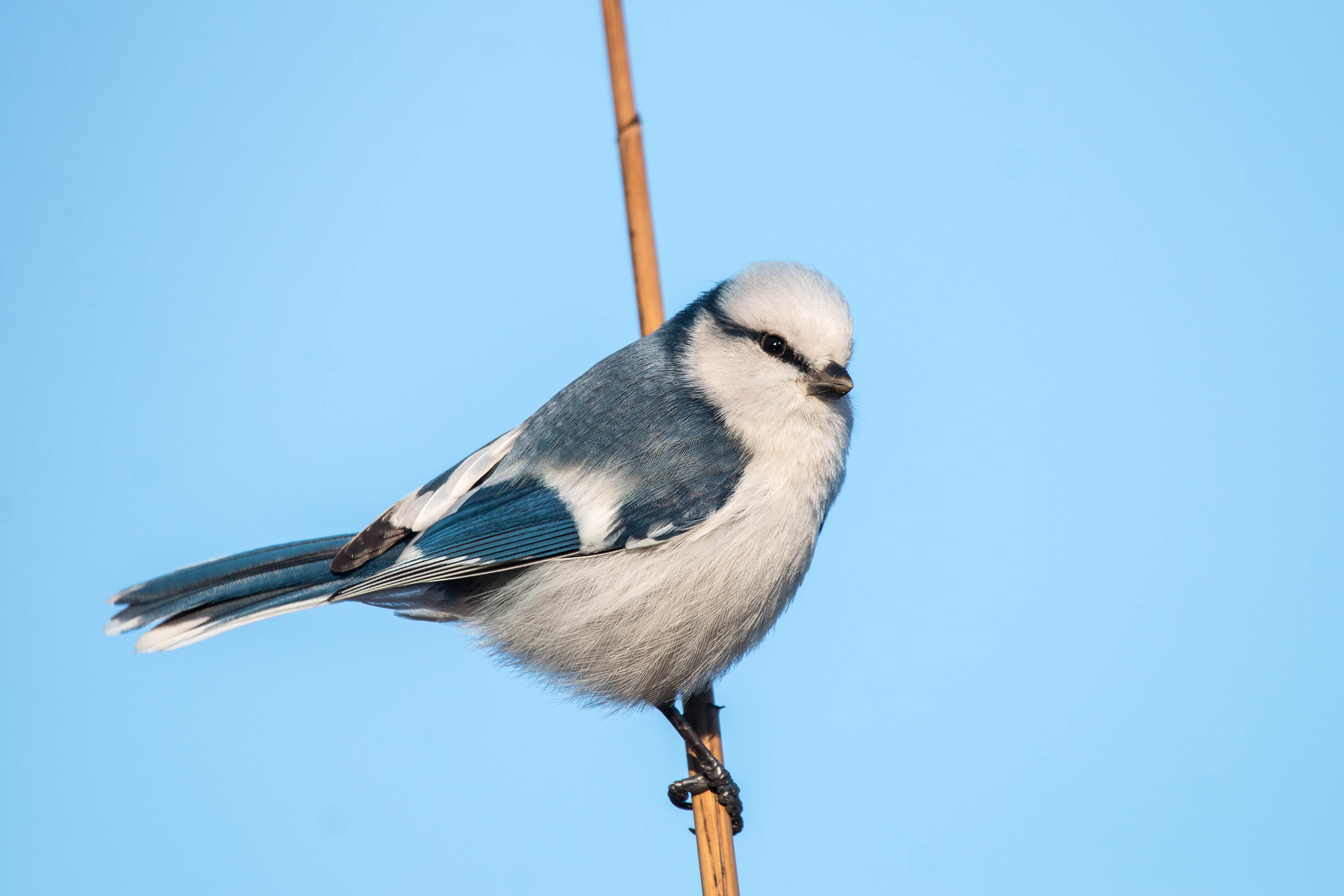 Details : Azure Tit - BirdGuides