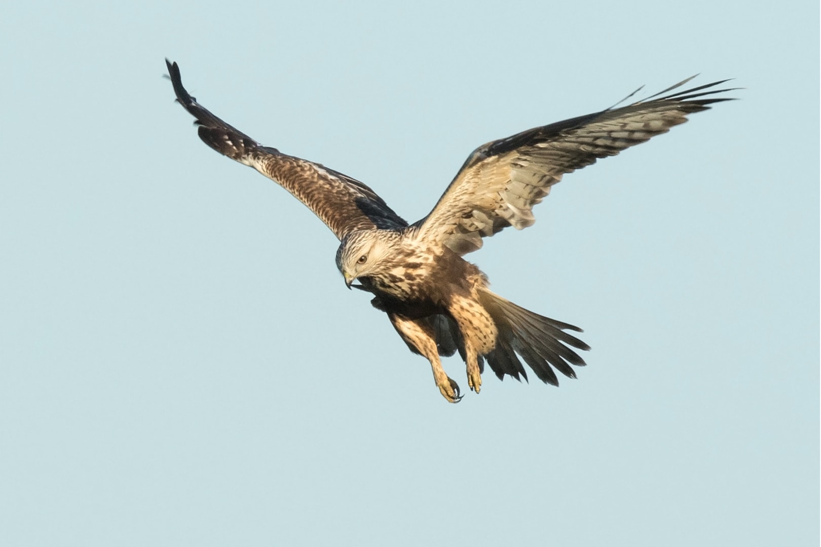 Rough-legged Buzzard by Paul Coombes - BirdGuides