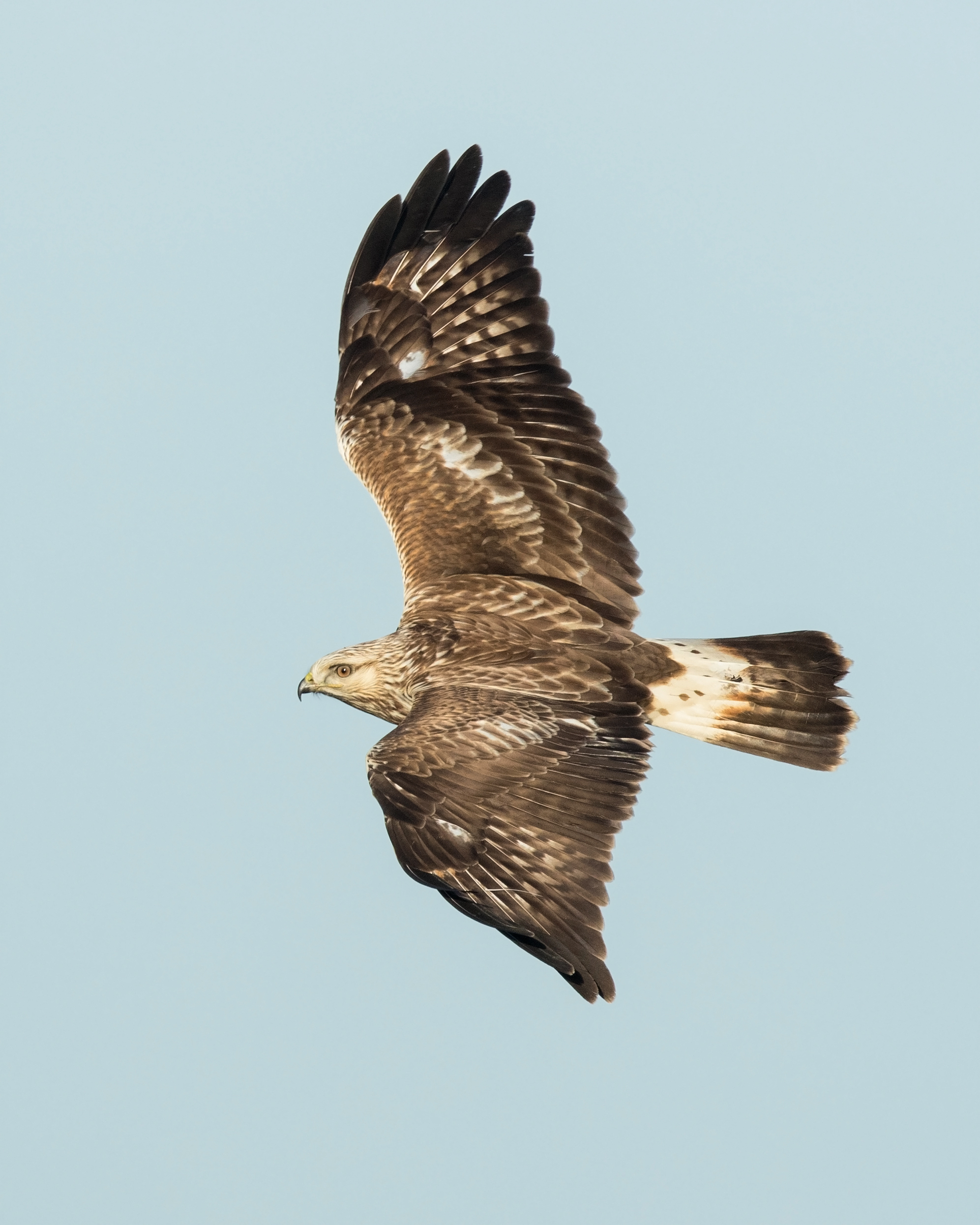 Details : Rough-legged Buzzard - BirdGuides