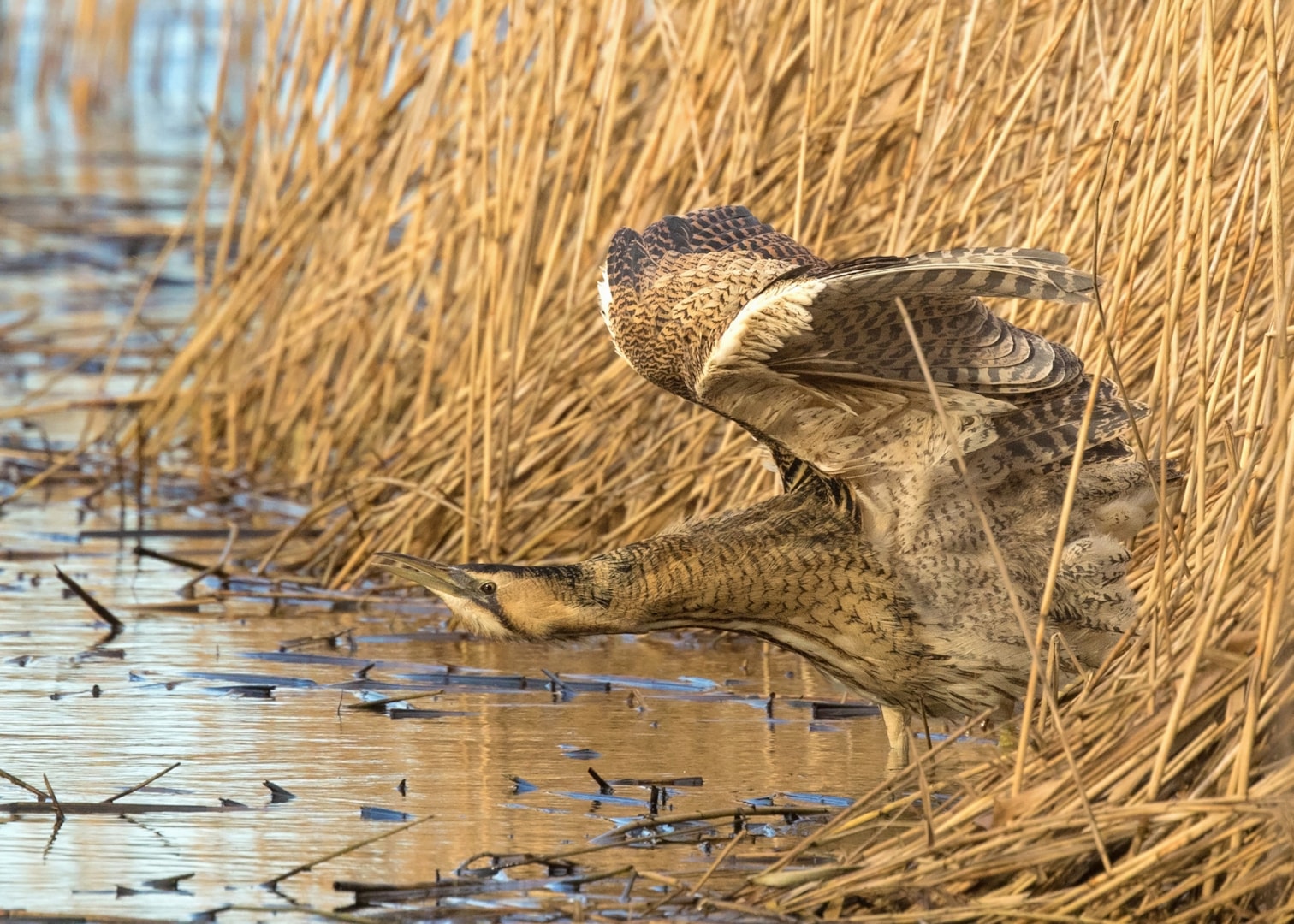 Eurasian Bittern by Paul Coombes - BirdGuides