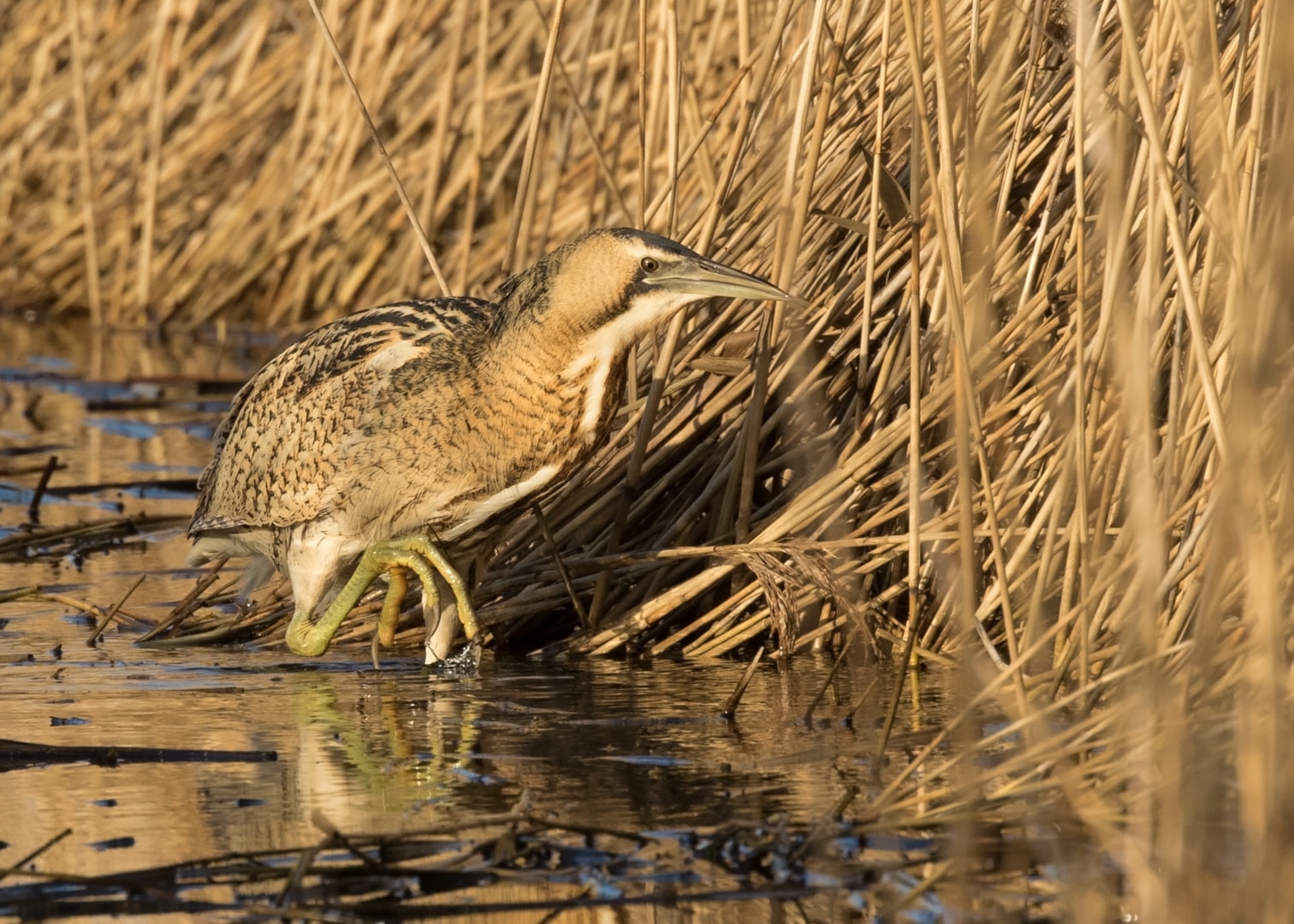 Eurasian Bittern by Paul Coombes - BirdGuides