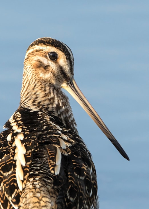 Common Snipe by Paul Coombes - BirdGuides