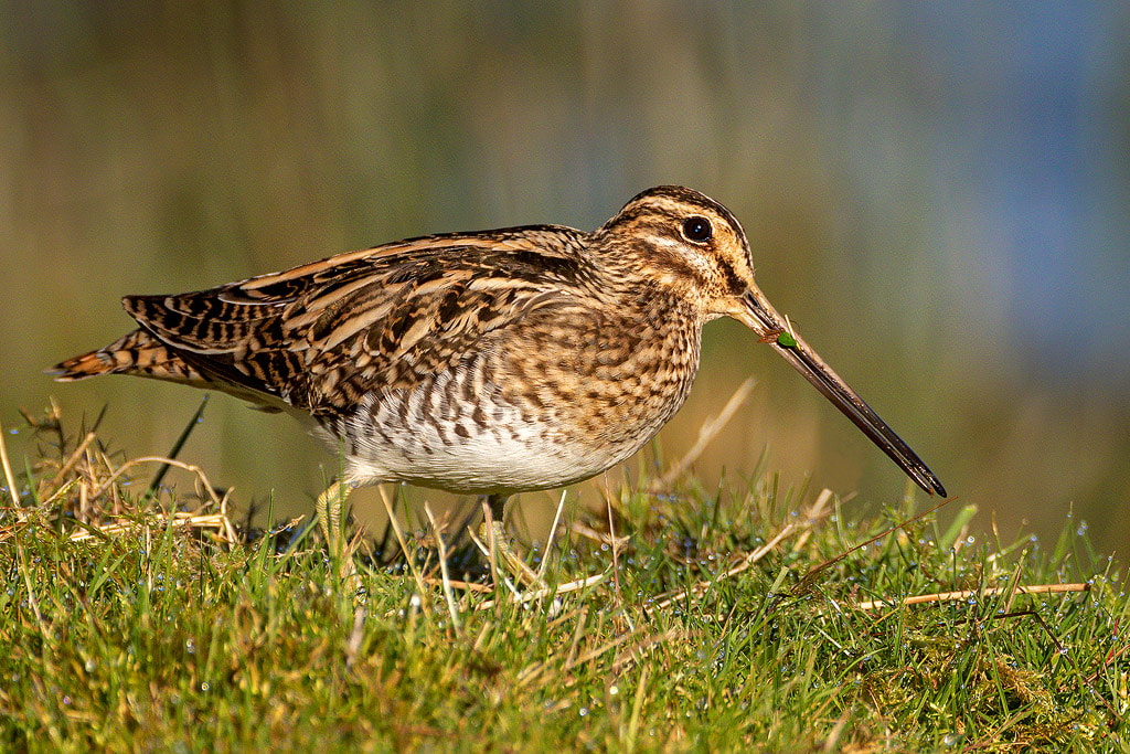Common Snipe by Derek Lees - BirdGuides