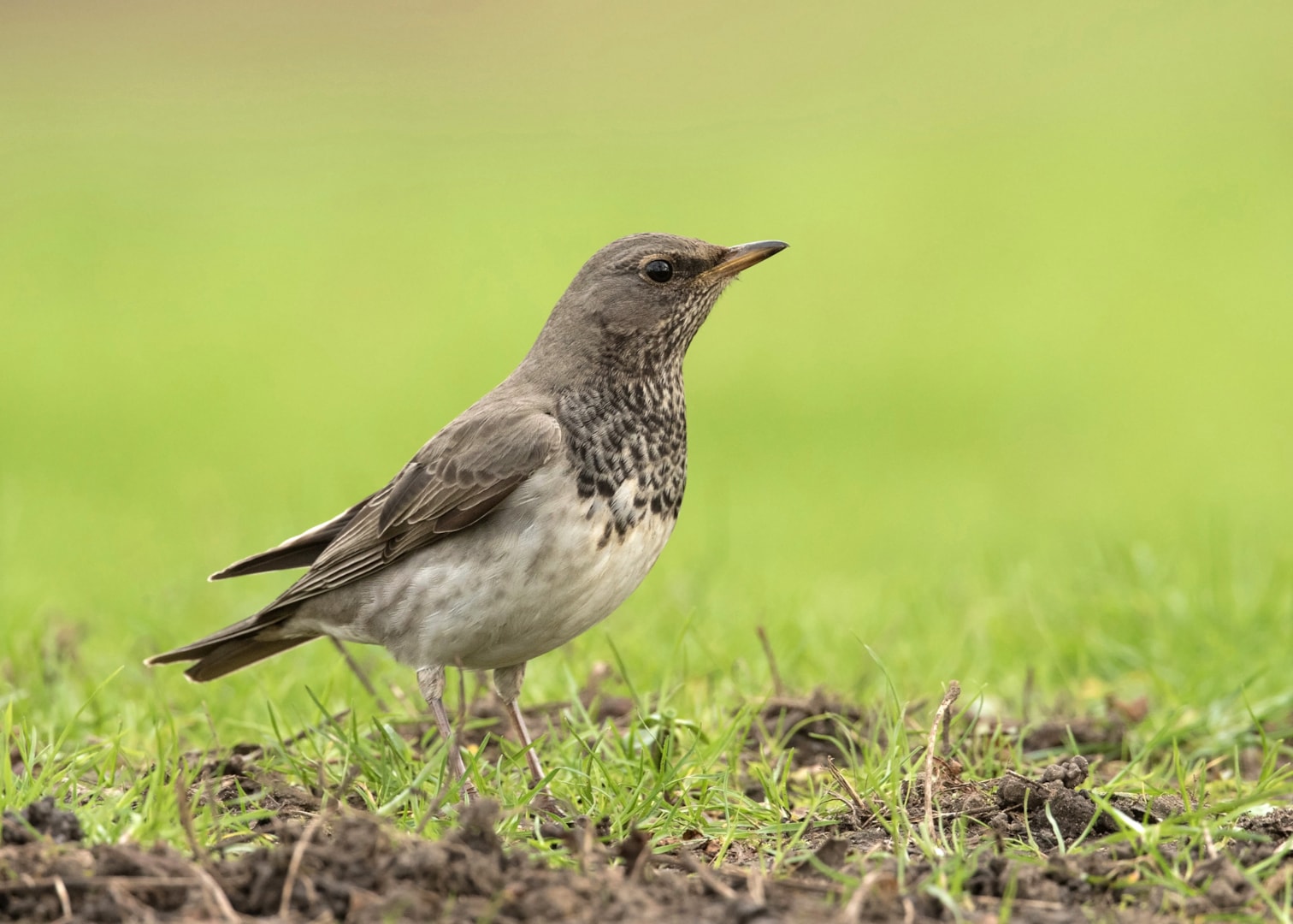 Black-throated Thrush by Paul Coombes - BirdGuides