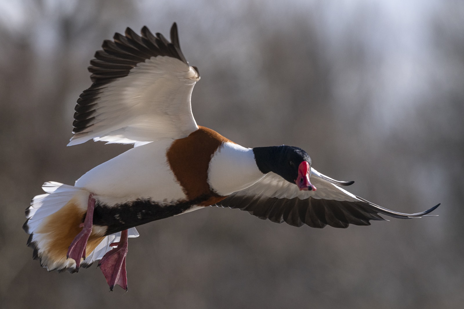 Common Shelduck by Iain Barker - BirdGuides