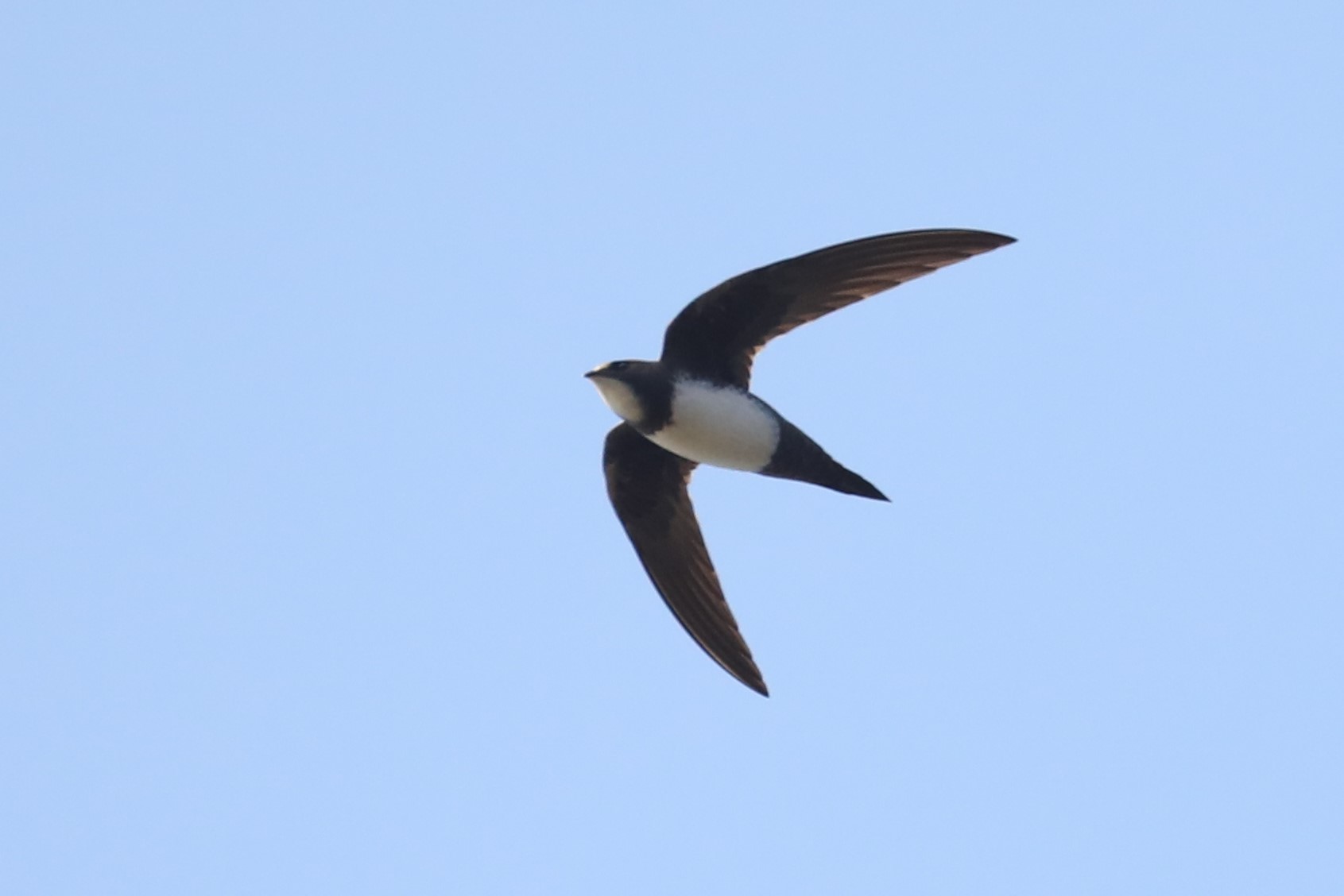 Details : Swifts - BirdGuides