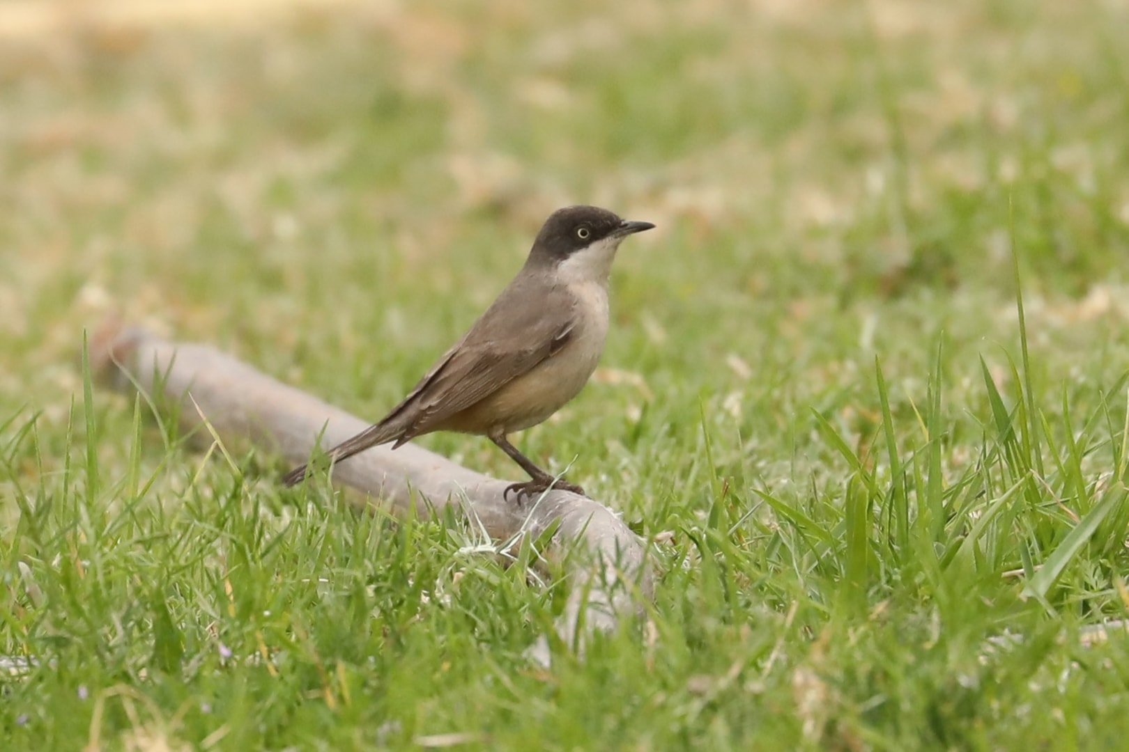 Western Orphean Warbler by Matthew Mellor - BirdGuides